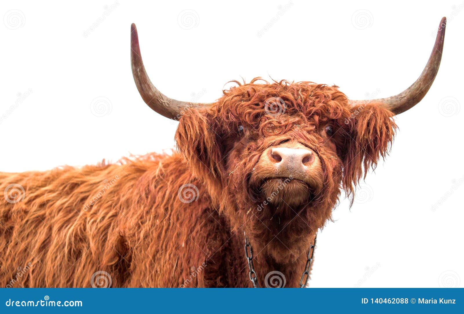 Vaca De Pelo Largo Escocesa Foto de archivo - Imagen de animal ...