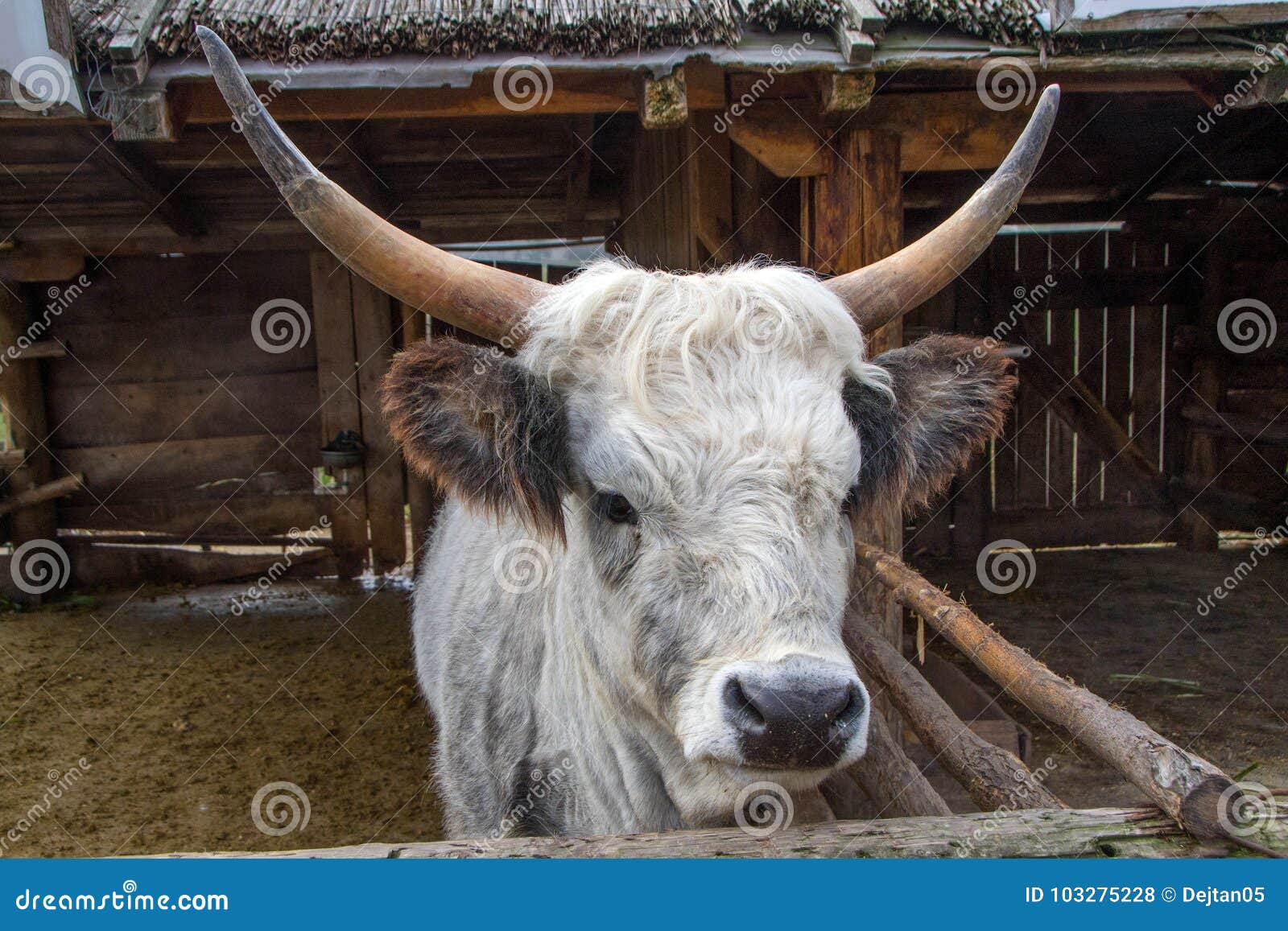 Vaca De Podolian, Vaca Salvaje Foto de archivo - Imagen de hermoso ...