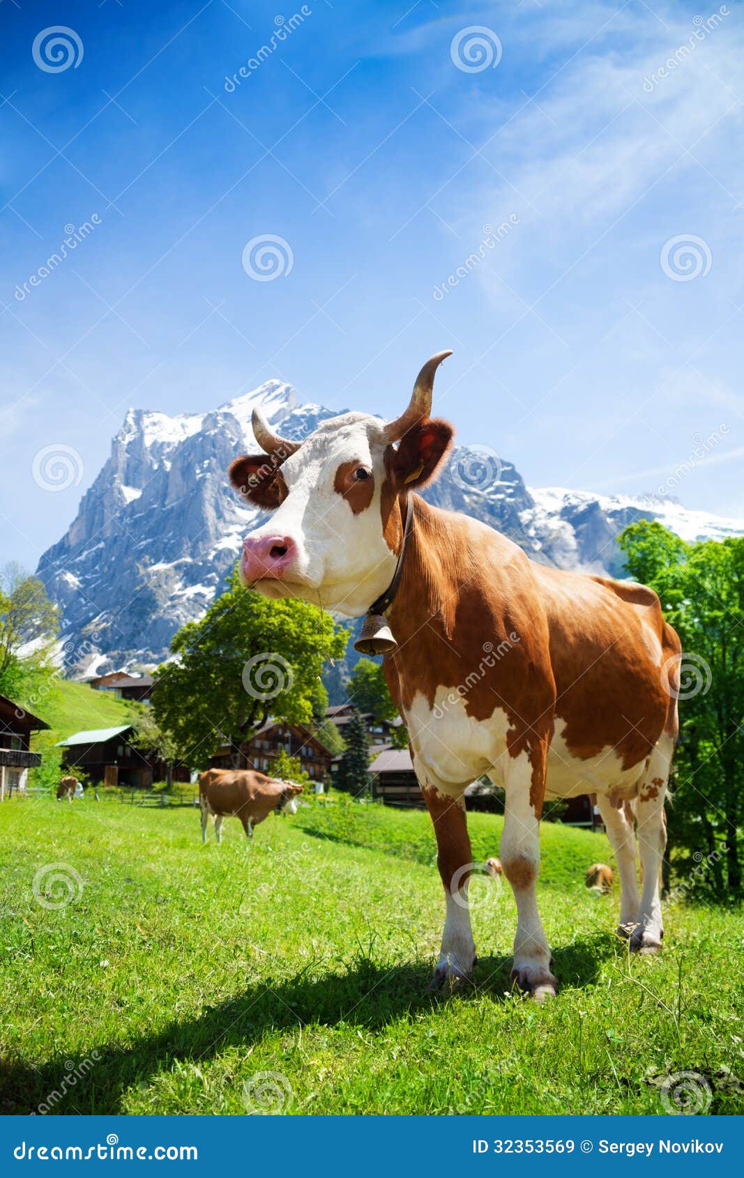 Vaca de Suiza imagen de archivo. Imagen de europa, tribuna - 32353569