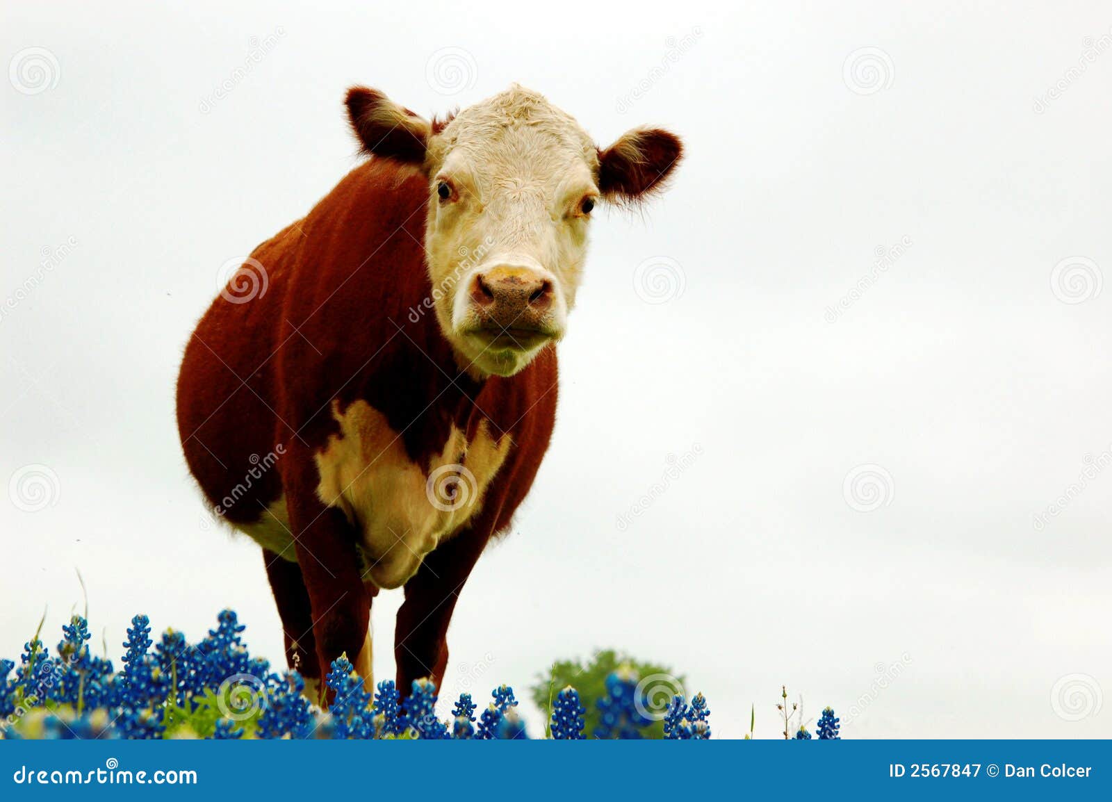 Vaca de Texas imagem de stock. Imagem de bluebonnet, jardim - 2567847