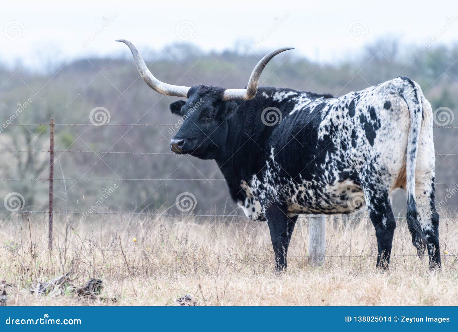 Vaca De Texas Longhorn En Tejas Foto de archivo - Imagen de domesticado ...