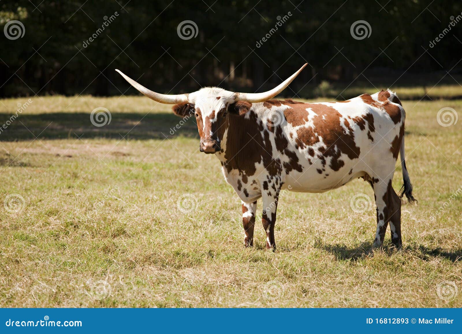 Vaca De Texas Longhorn No Prado Imagem de Stock - Imagem de pasto ...