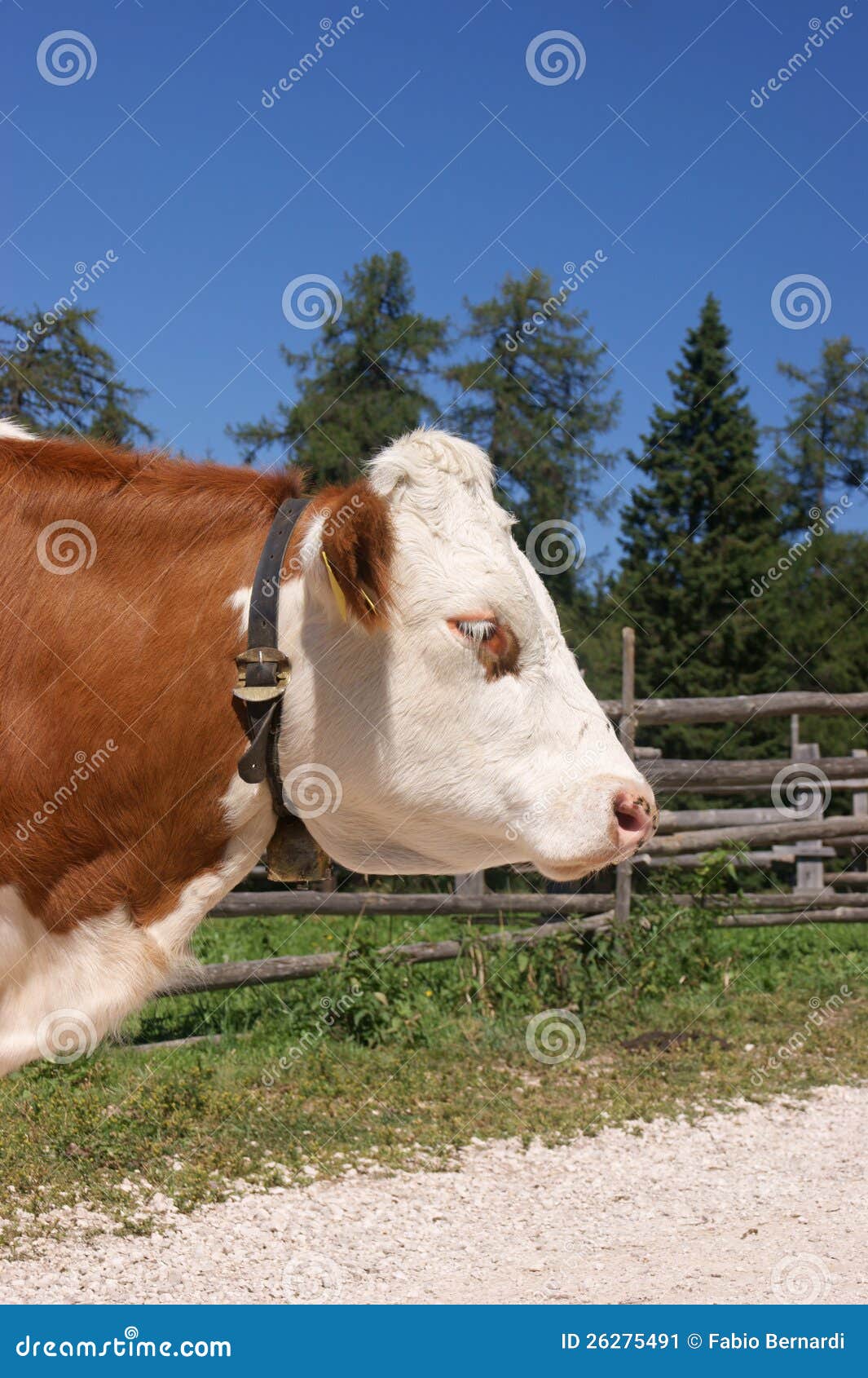 Vaca De Varios Colores Roja Imagen de archivo - Imagen de alpestre ...