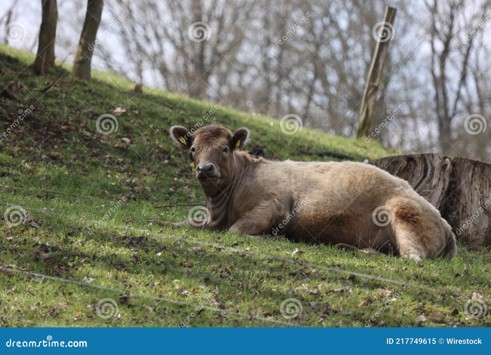 Vaca Deitada Na Colina Com Capim Crescido Imagem de Stock - Imagem de ...