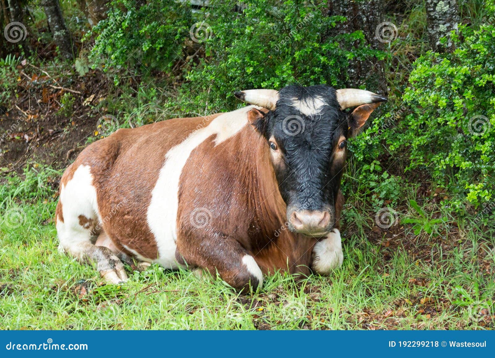 Vaca deitada na grama foto de stock. Imagem de cultivar - 192299218