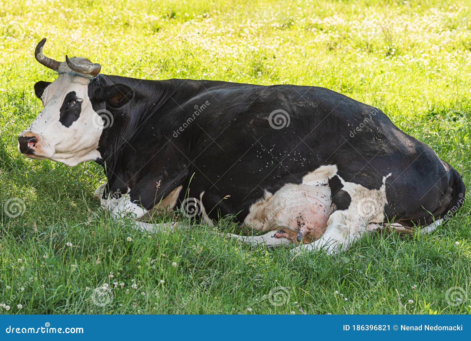 Vaca Deitada Na Grama Verde Imagem de Stock - Imagem de doméstico ...