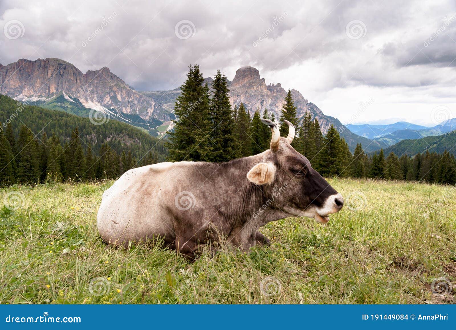 Vaca Deitada No Prado De Montanha Foto de Stock - Imagem de agricultura ...