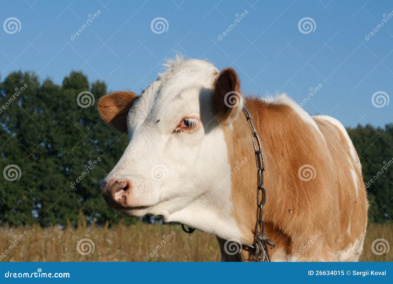 Vaca del becerro en perfil imagen de archivo. Imagen de cielo - 26634015