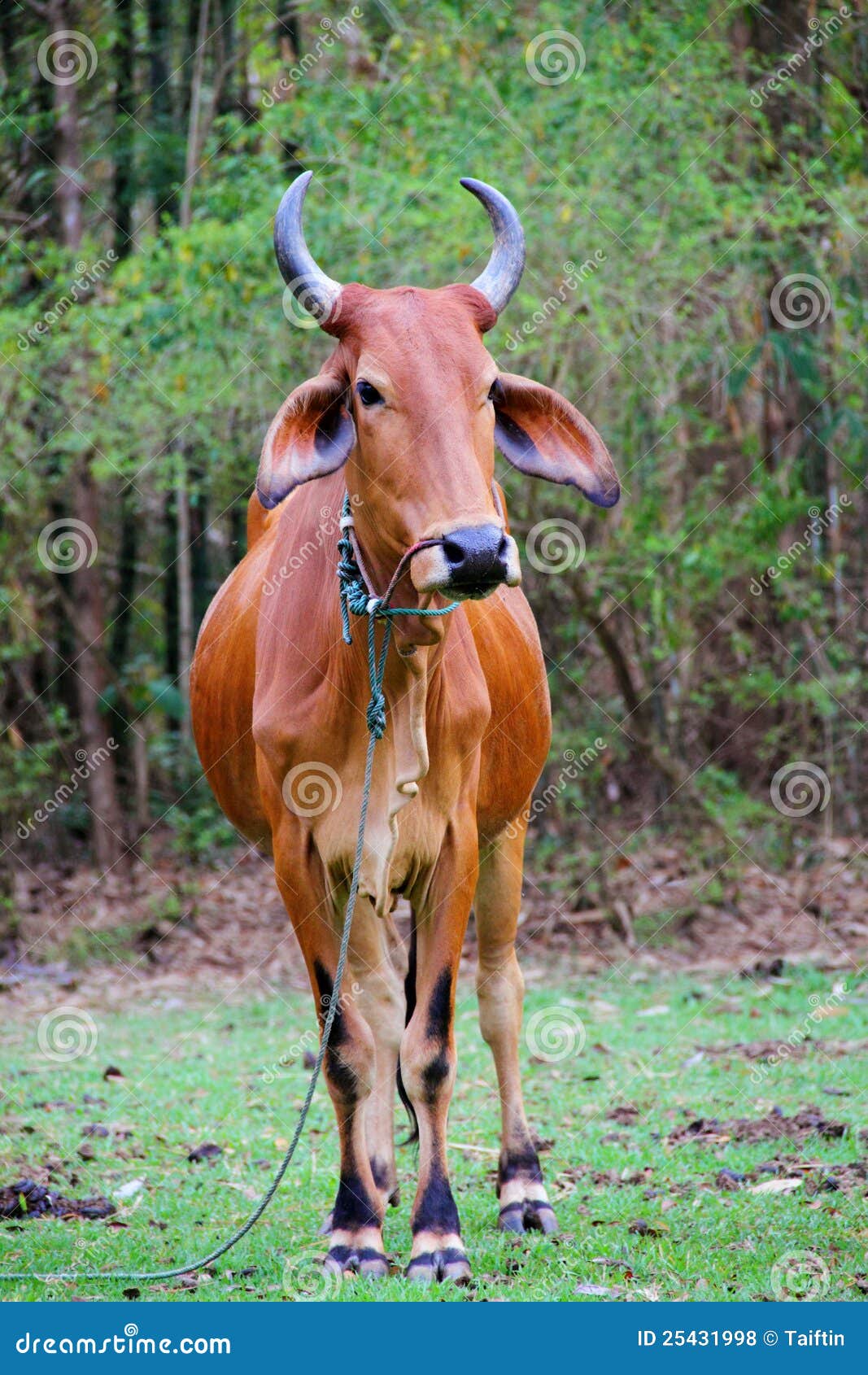 Vaca del cebú foto de archivo. Imagen de rural, vaca - 25431998