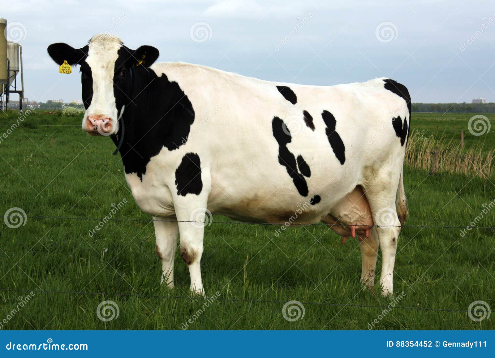 Vaca del Holstein-frisón fotografía editorial. Imagen de granja - 88354452