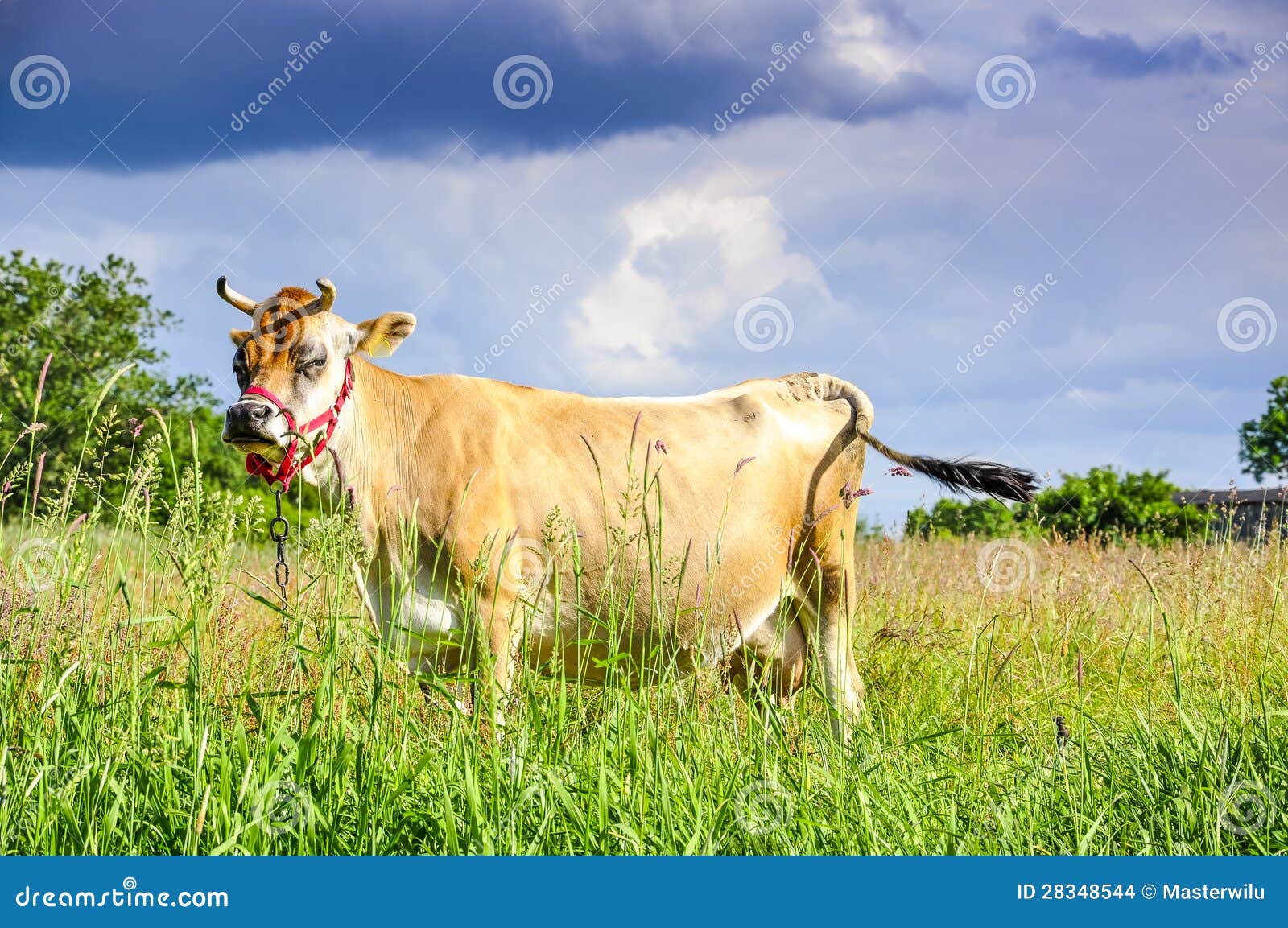 Vaca del jersey foto de archivo. Imagen de aislado, ganado - 28348544