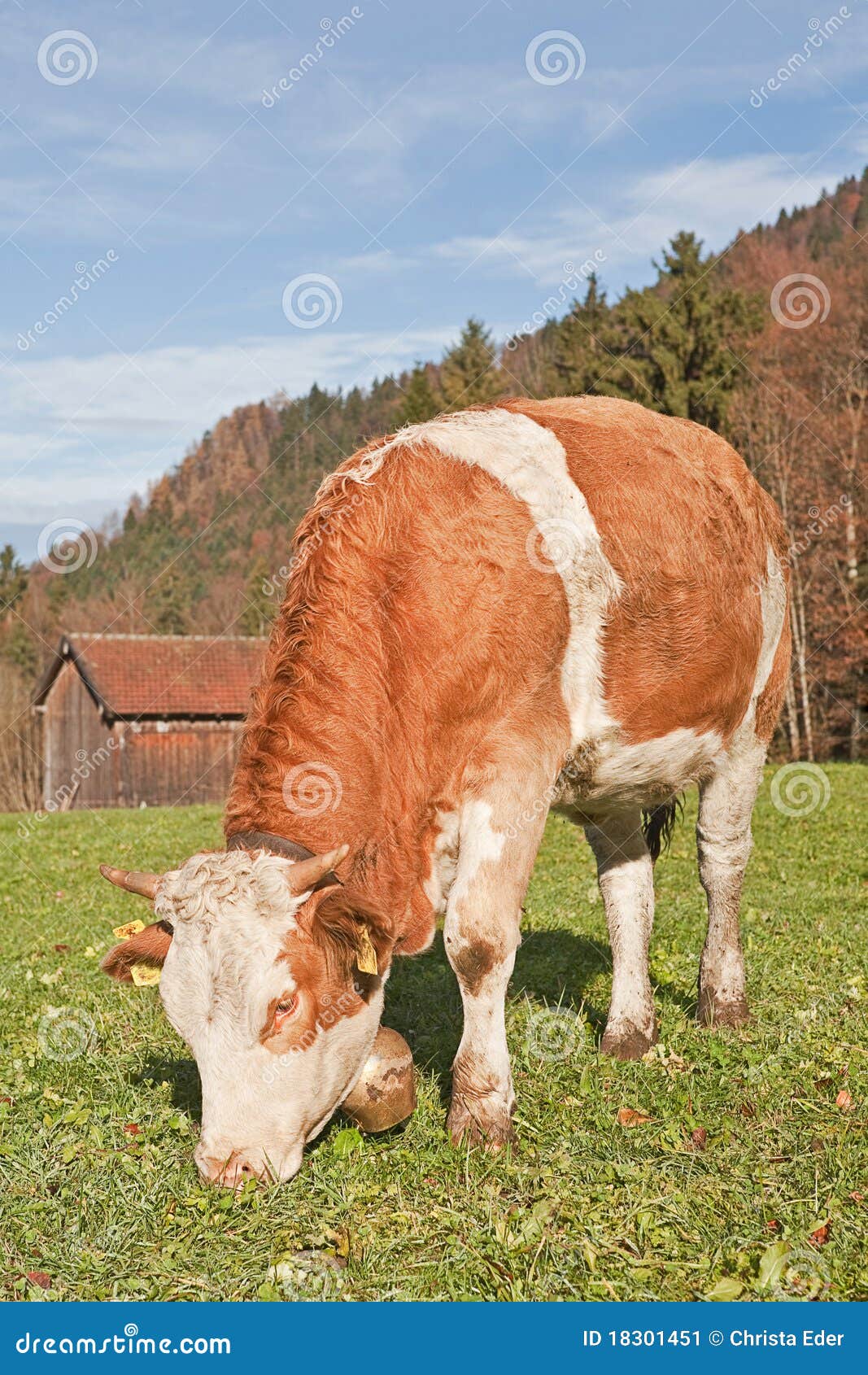 Vaca del Simmental imagen de archivo. Imagen de prado - 18301451