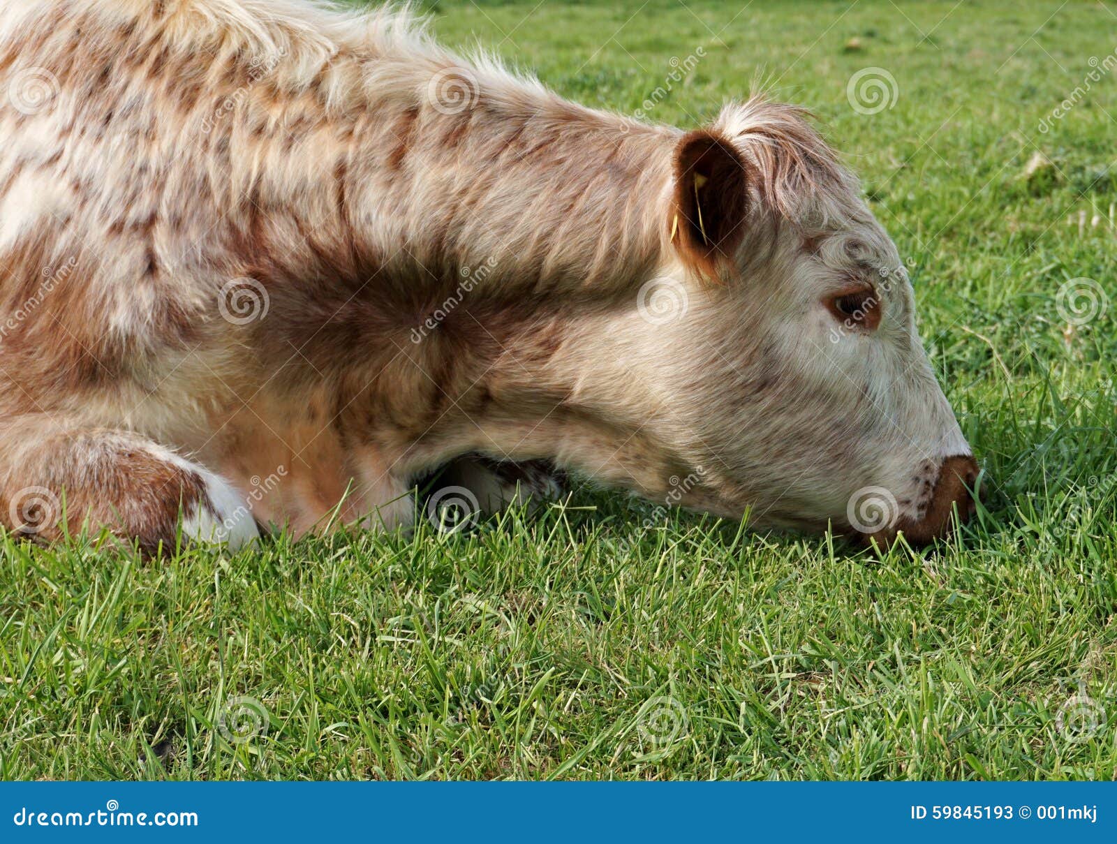 Vaca desanimada imagen de archivo. Imagen de salud, moreno - 59845193