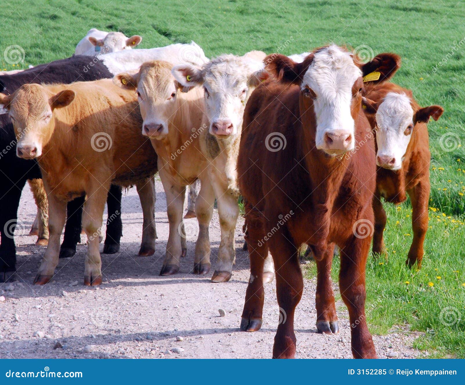 Vaca destacada imagen de archivo. Imagen de ganados, granja - 3152285