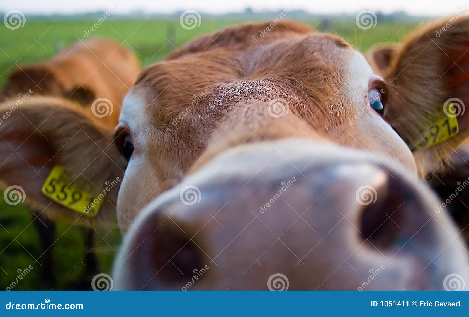 Vaca divertida imagen de archivo. Imagen de holandés, animal - 1051411