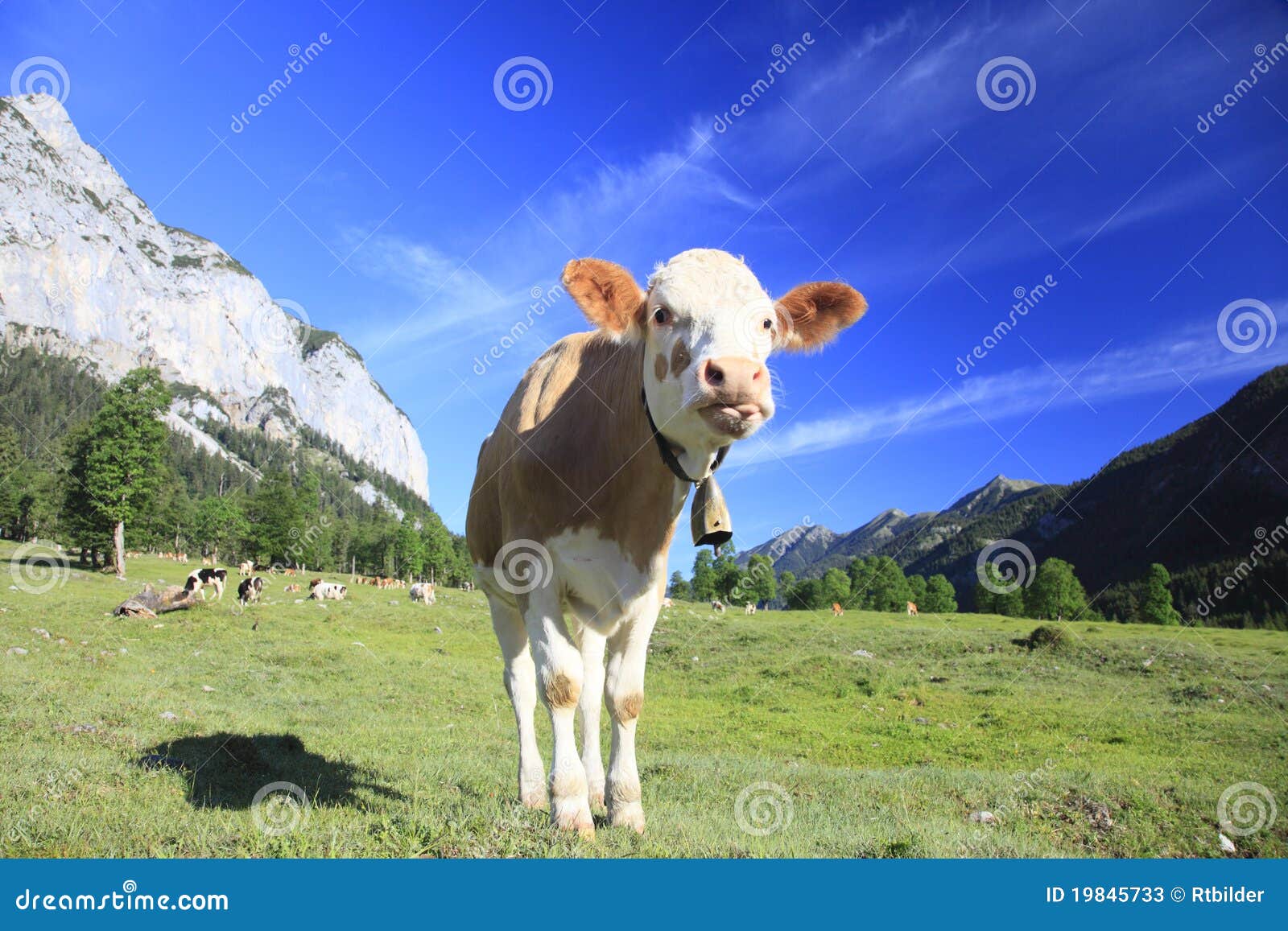 Vaca divertida imagen de archivo. Imagen de agricultura - 19845733