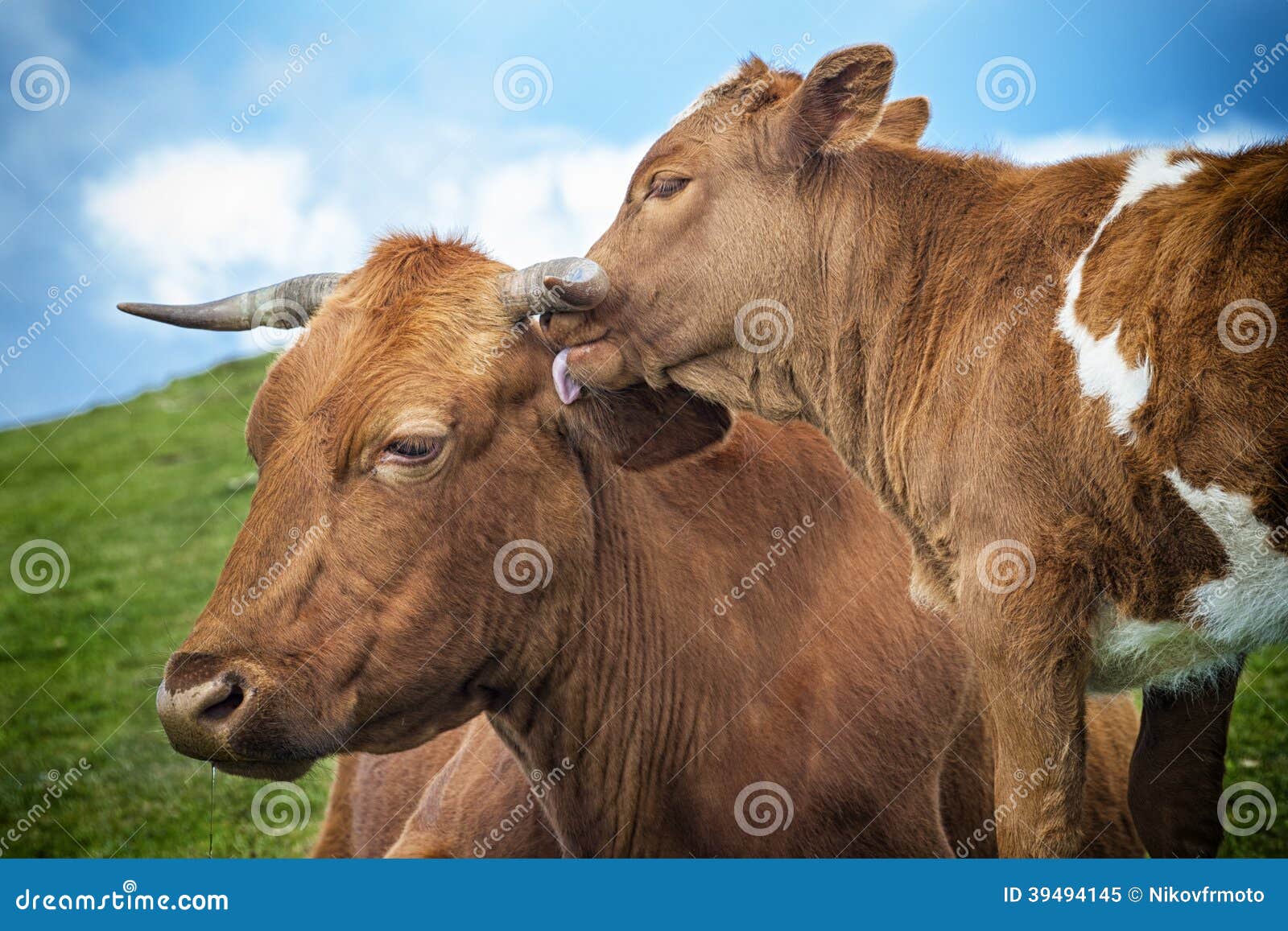 Vaca divertida imagen de archivo. Imagen de animal, rural - 39494145