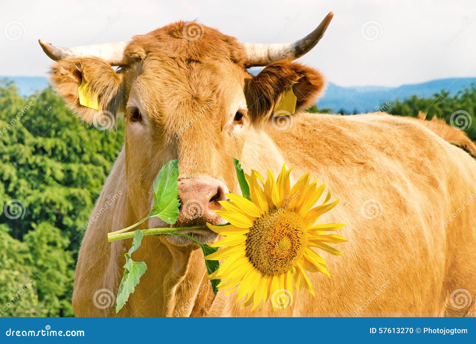 Vaca divertida con la flor foto de archivo. Imagen de leche - 57613270