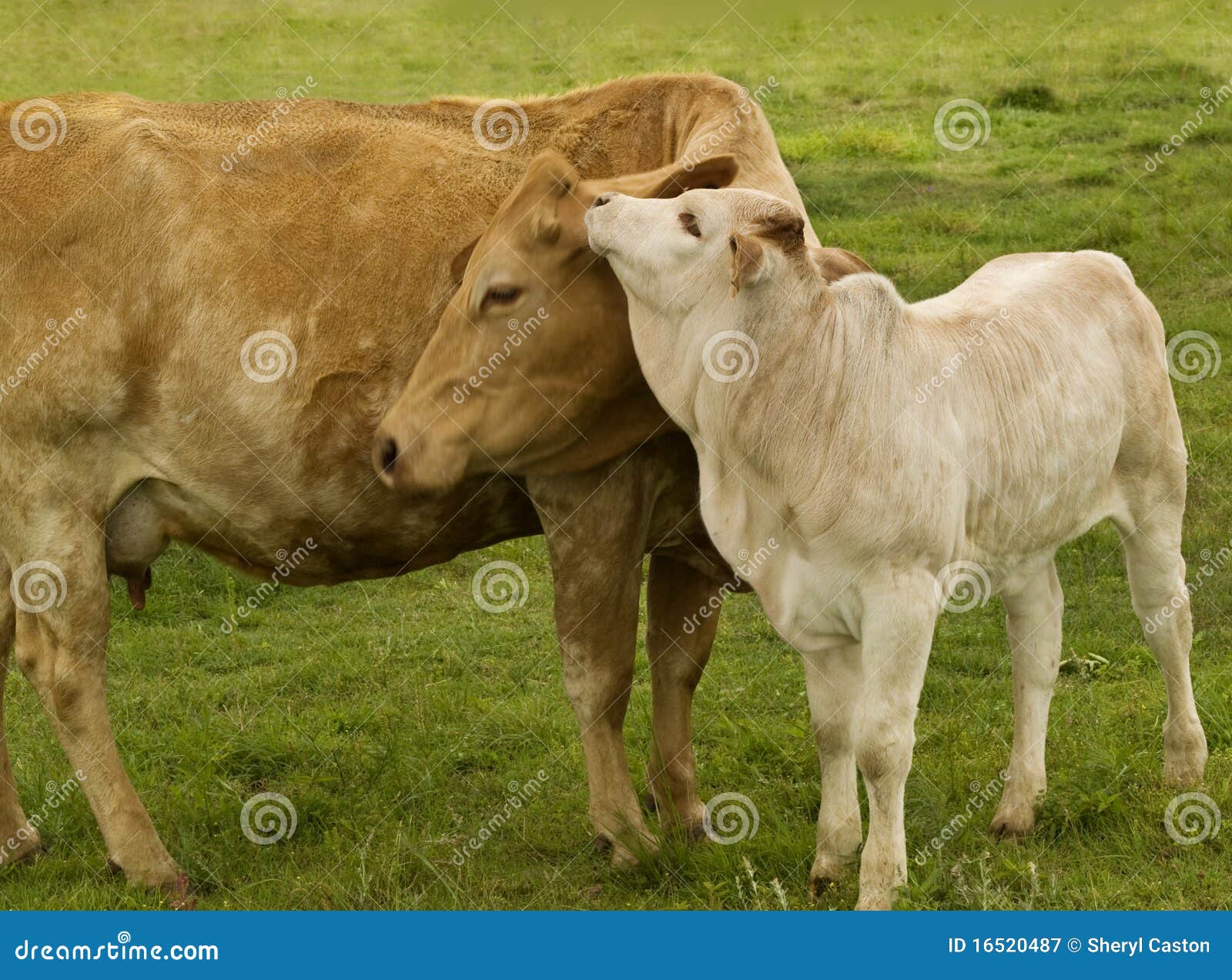 Vaca Do Charolês Do Amor De Matriz Com a Vitela Do Brahman Do Bebê ...