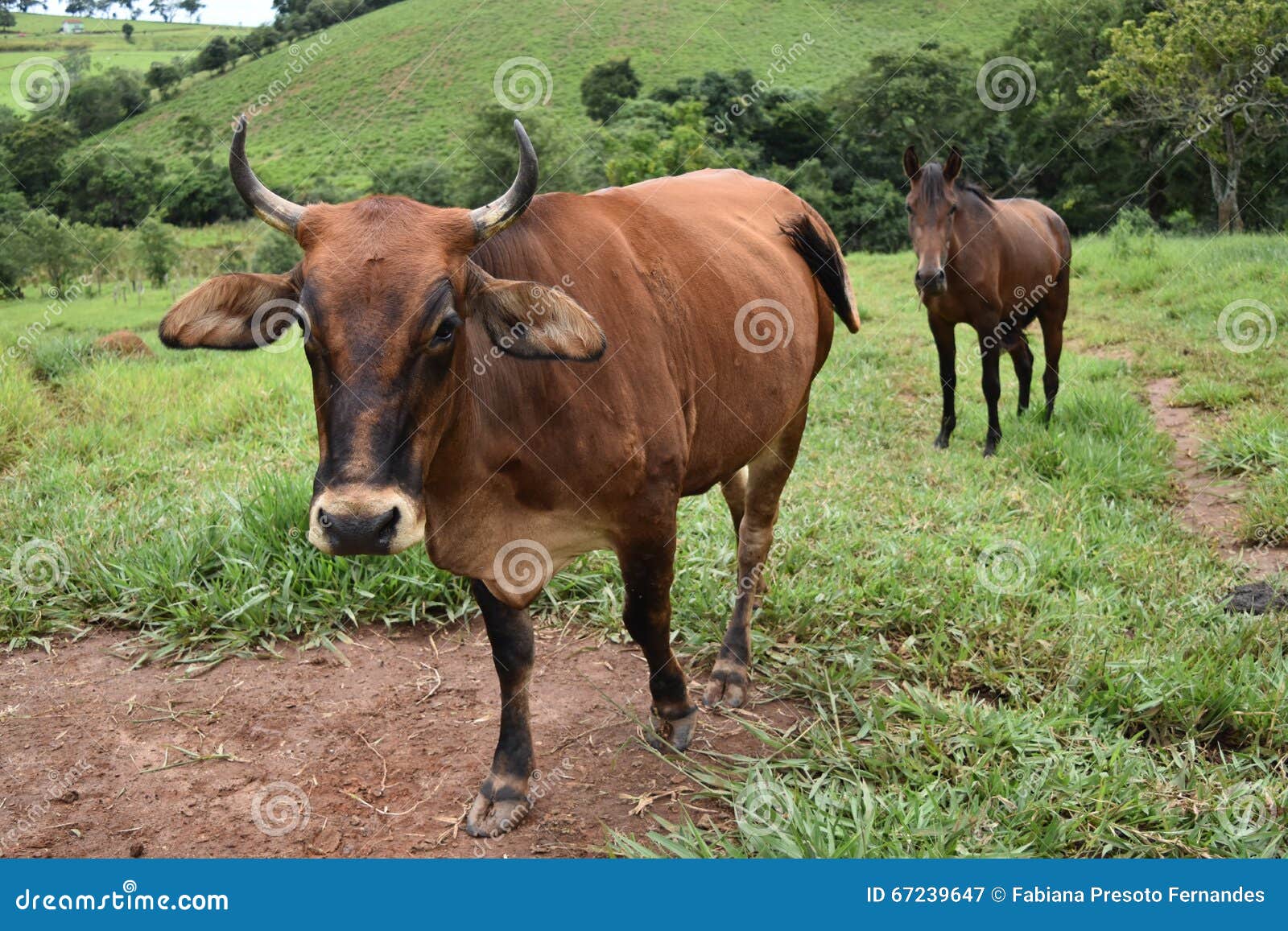 Vaca e cavalo imagem de stock. Imagem de curioso, chifres - 67239647
