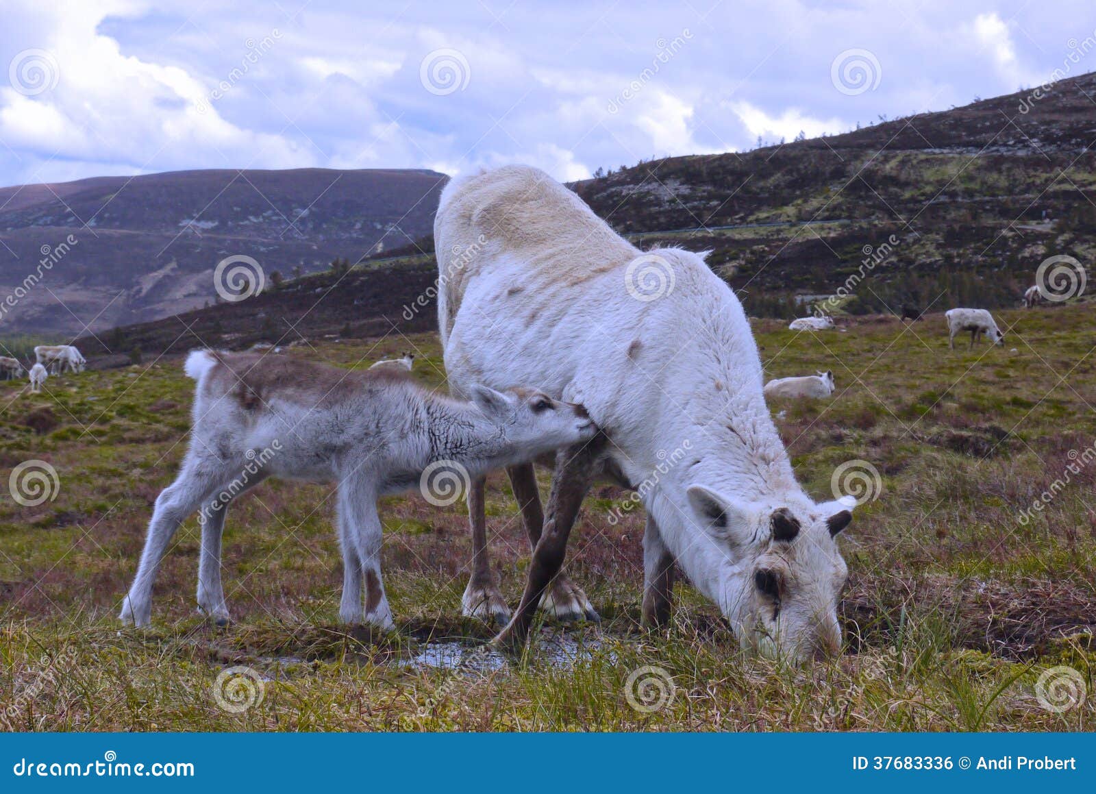 Vaca E Vitela Da Rena Em Escócia Foto de Stock - Imagem de animal ...