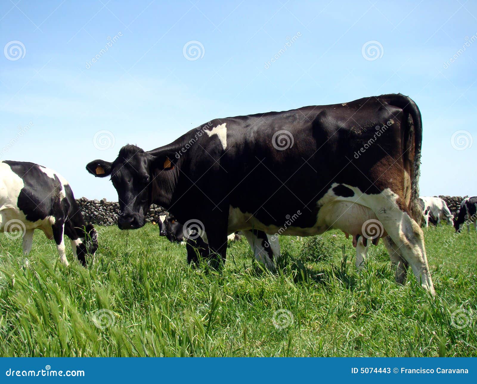 Vaca el mirar fijamente imagen de archivo. Imagen de blanco - 5074443