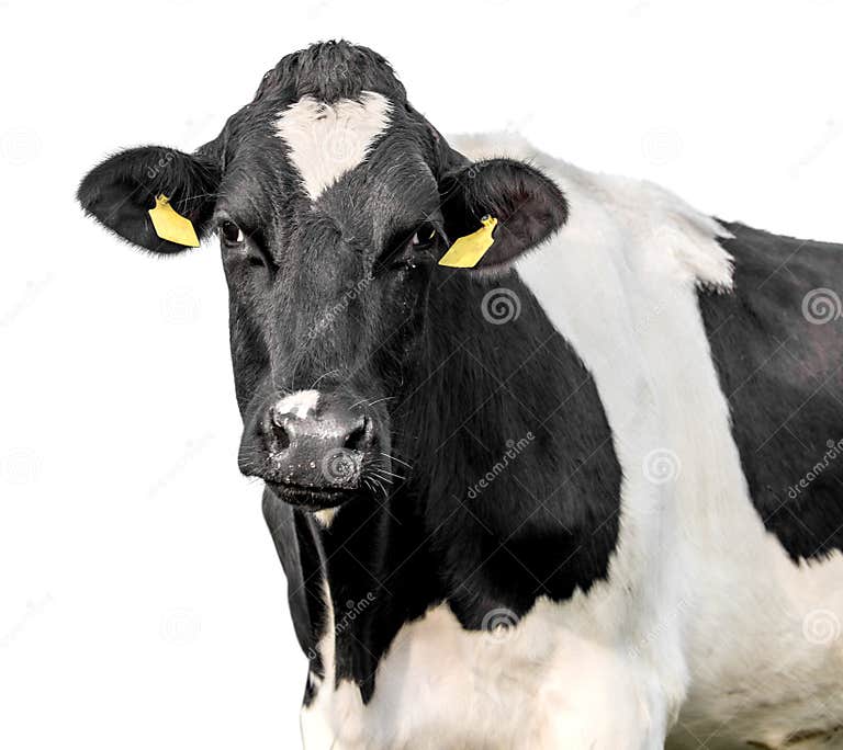 Vaca Em Um Fundo Branco Isolado Imagem de Stock - Imagem de carne ... Vaca Em Um Fundo Branco Isolado Imagem de Stock - Imagem de carne ...