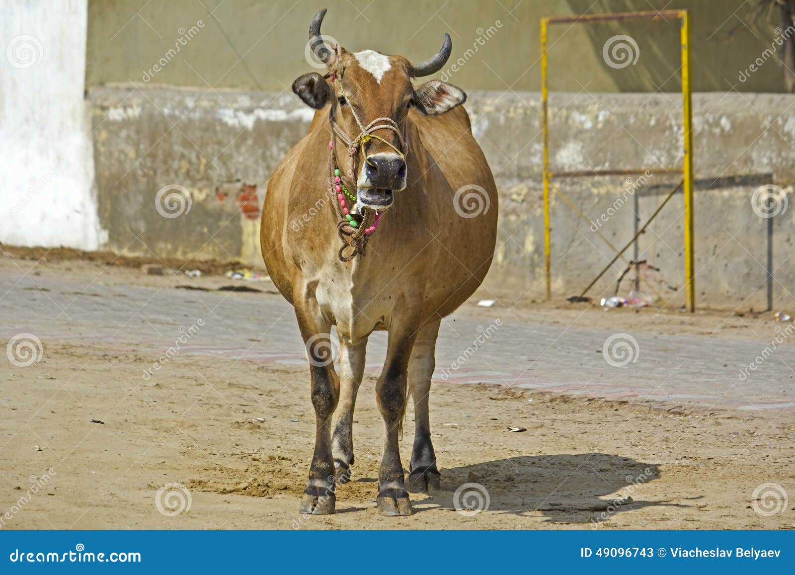 Vaca embarazada imagen de archivo. Imagen de granja, animal - 49096743