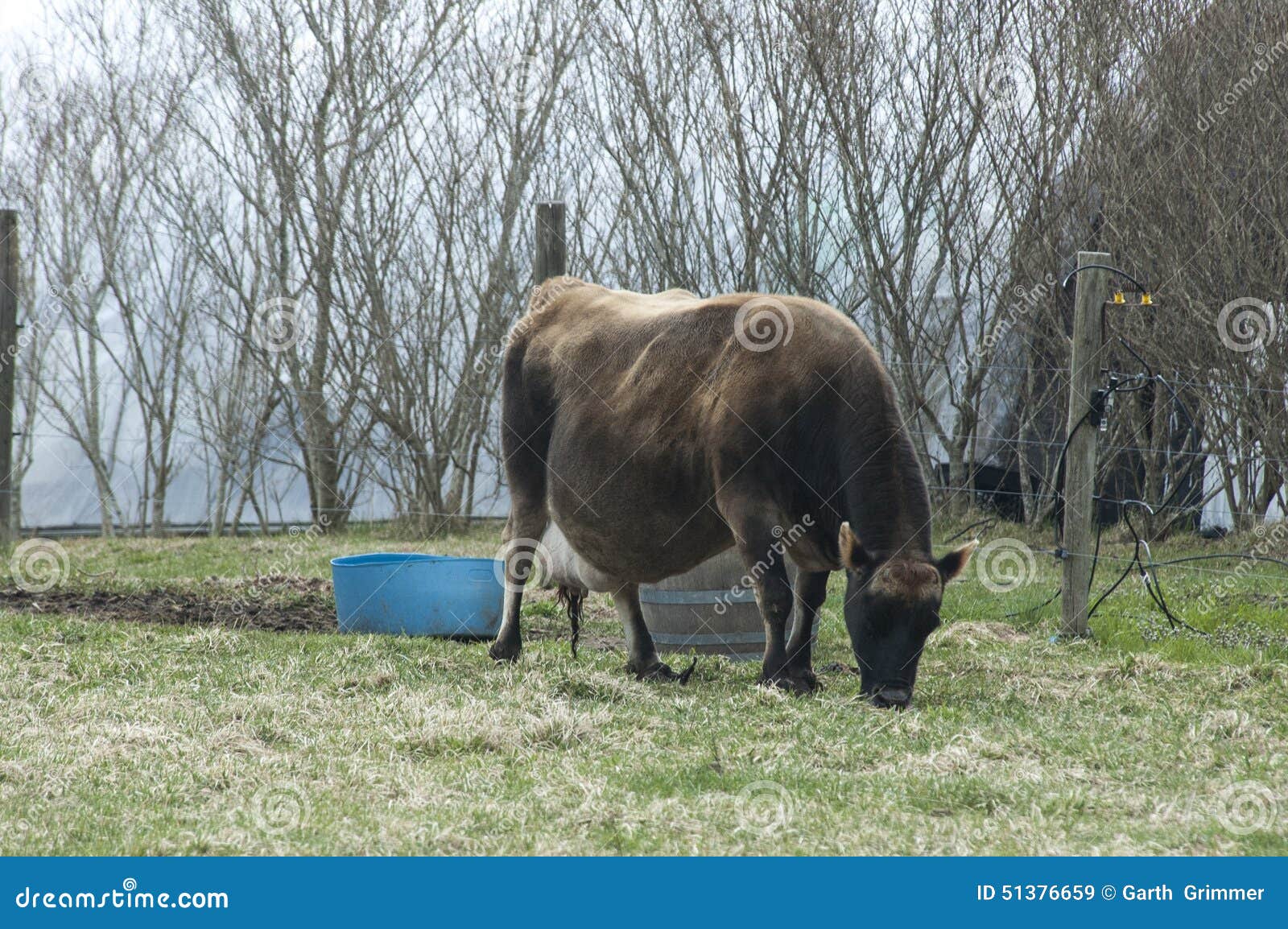 Vaca embarazada imagen de archivo. Imagen de campo, vaca - 51376659