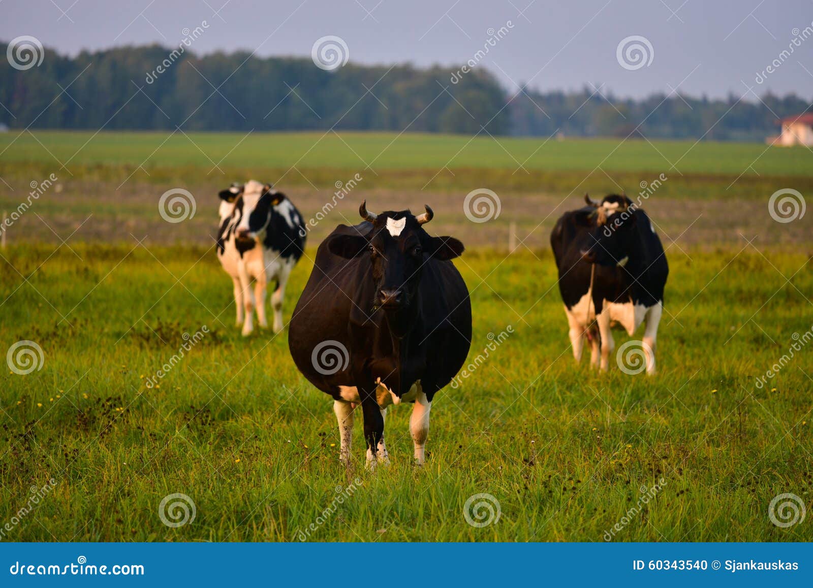 Vaca embarazada foto de archivo. Imagen de pastoral, sunset - 60343540