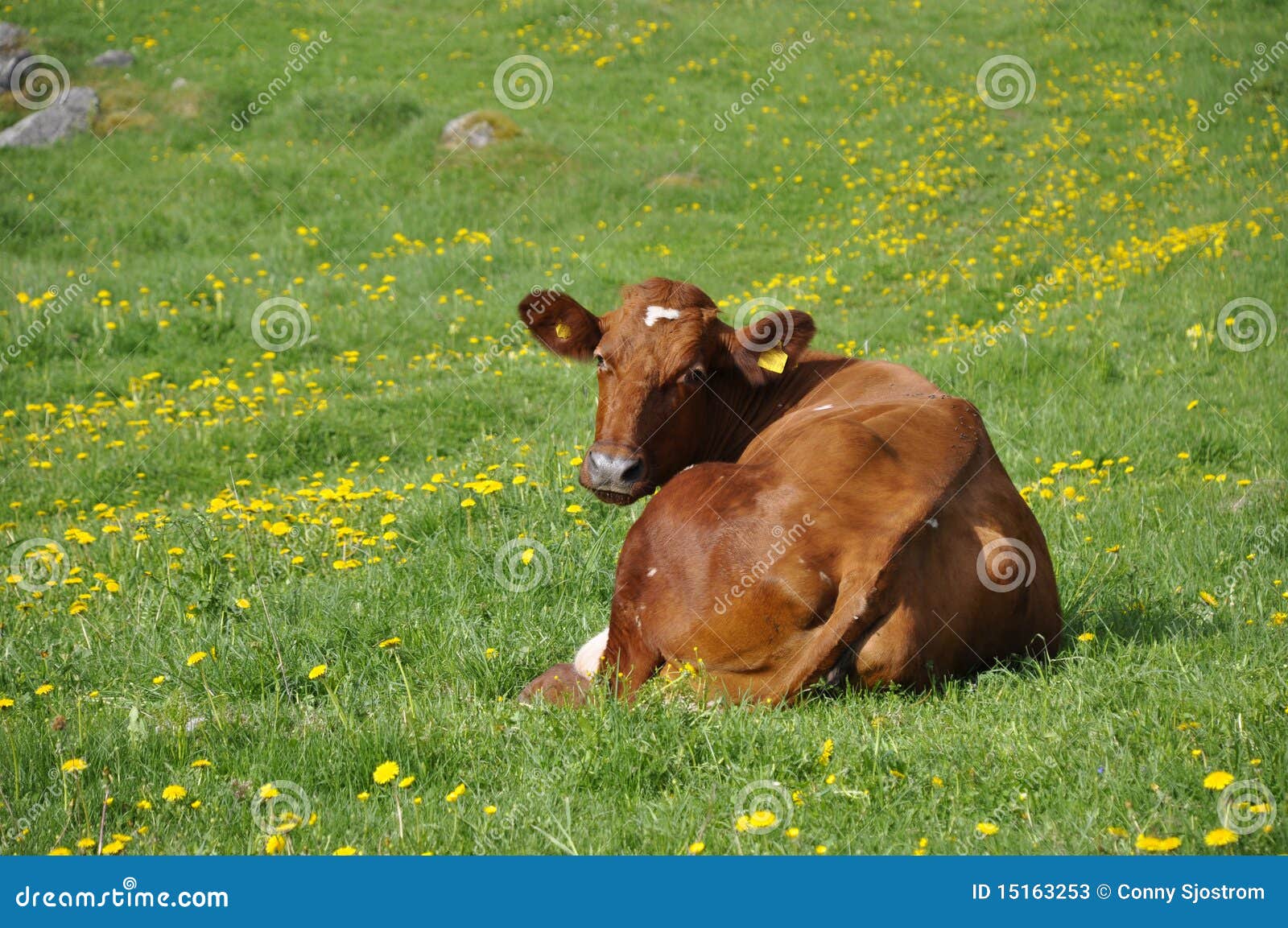 Vaca en campo imagen de archivo. Imagen de vaca, cubo - 15163253