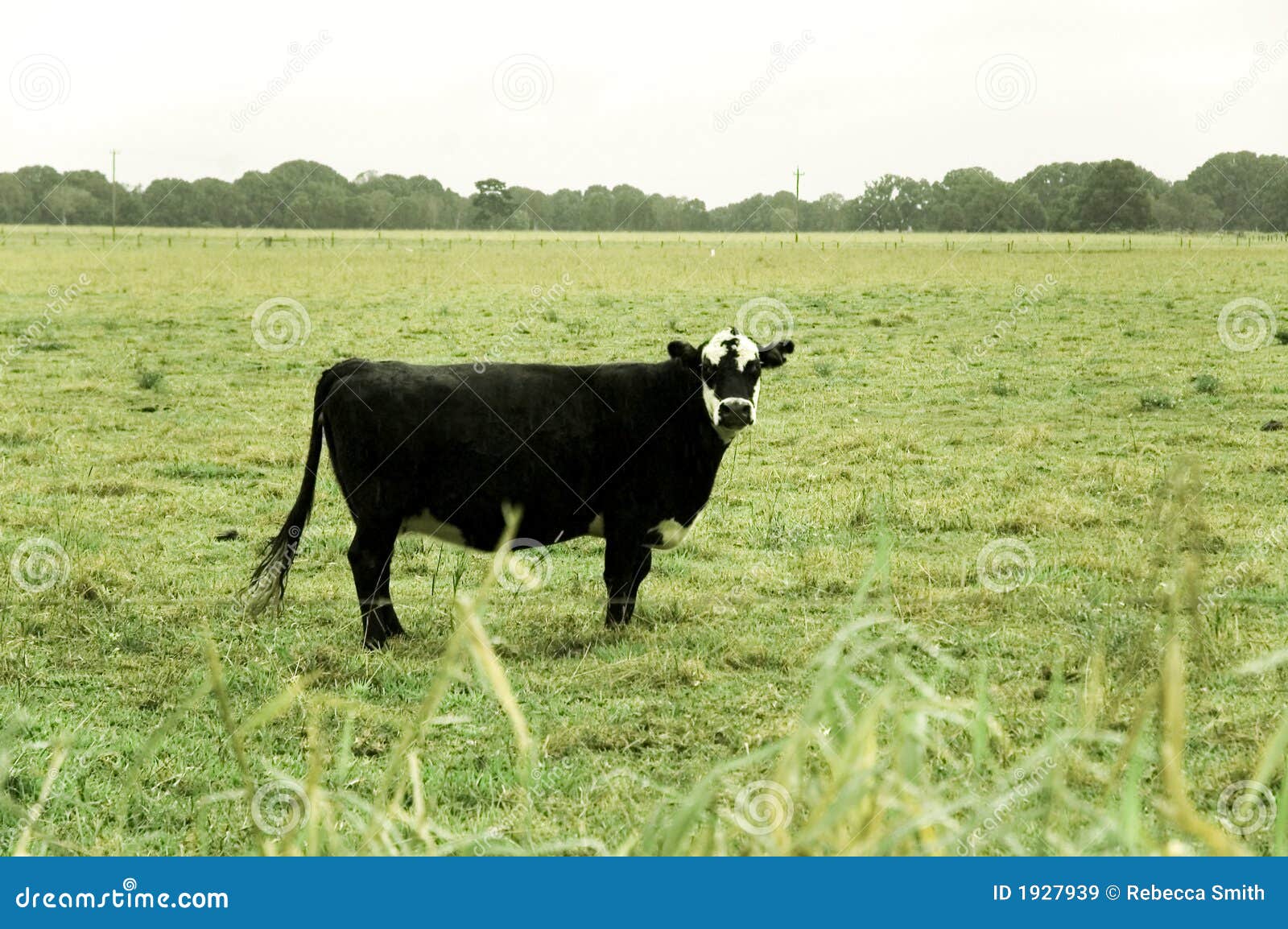VACA EN CAMPO Imagen. Imagen: 1927939