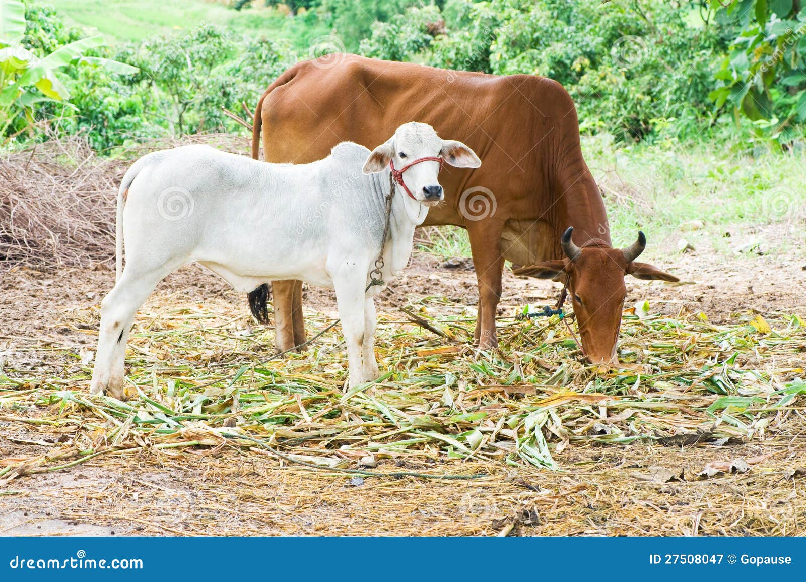 Vaca en campo imagen de archivo. Imagen de granja, doméstico - 27508047