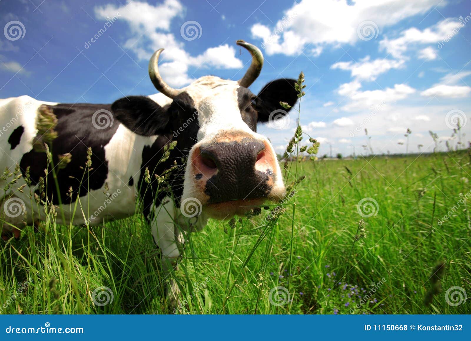 Vaca en campo verde foto de archivo. Imagen de prado - 11150668