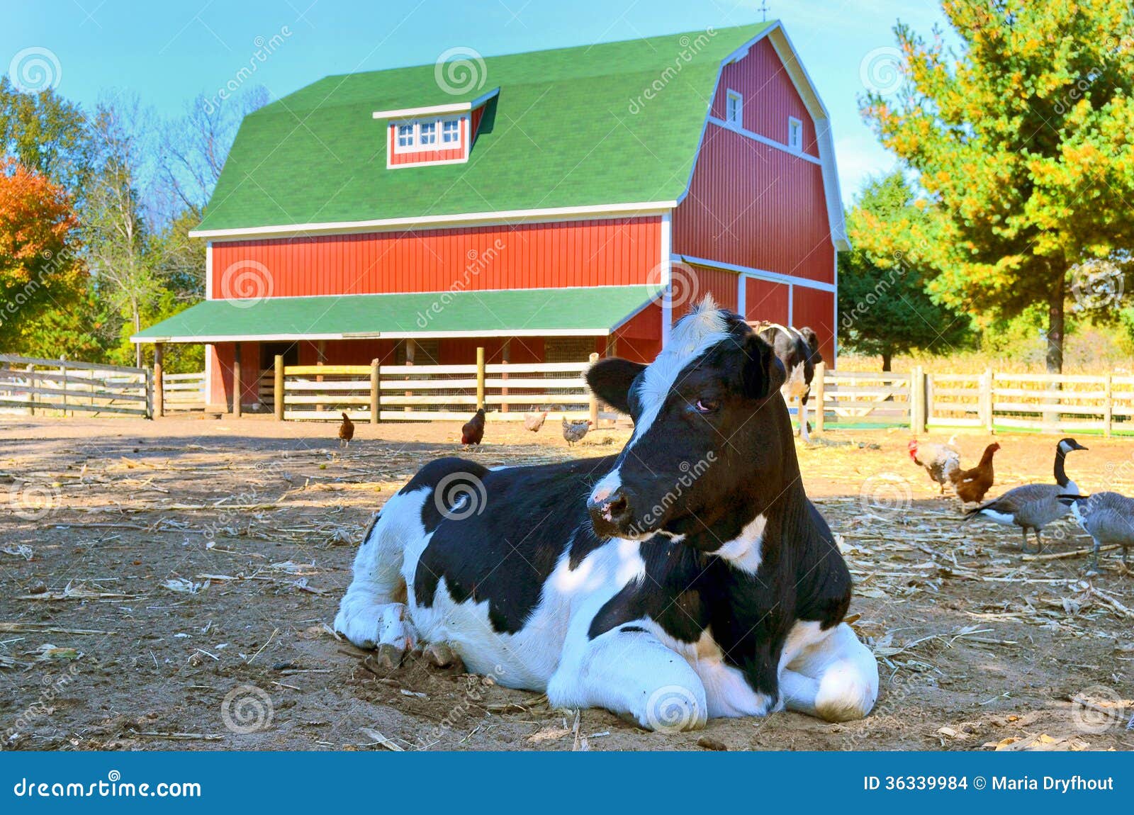 Vaca en corral foto de archivo. Imagen de negro, holstein - 36339984