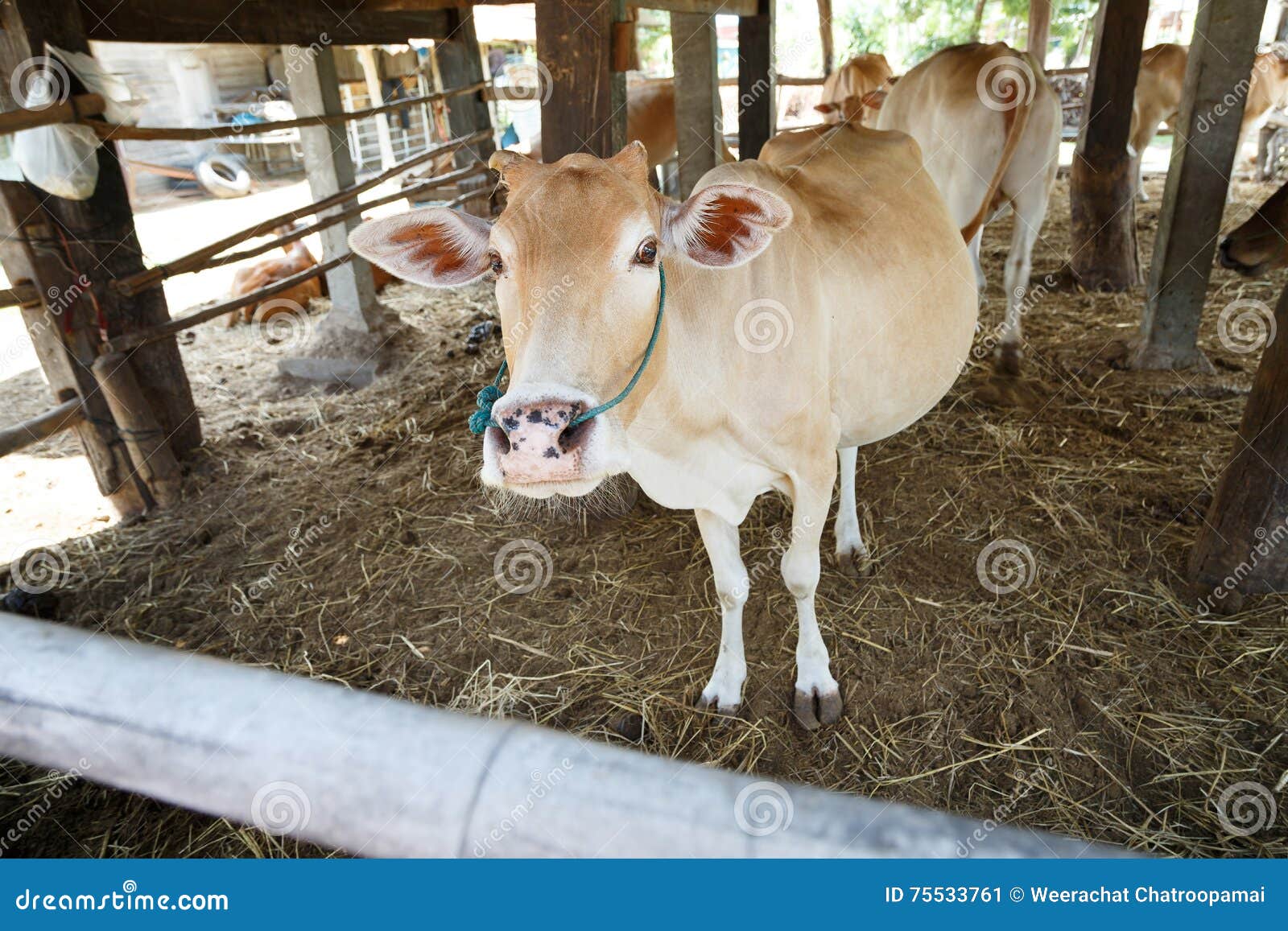 Vaca en corral imagen de archivo. Imagen de corral, carne - 75533761