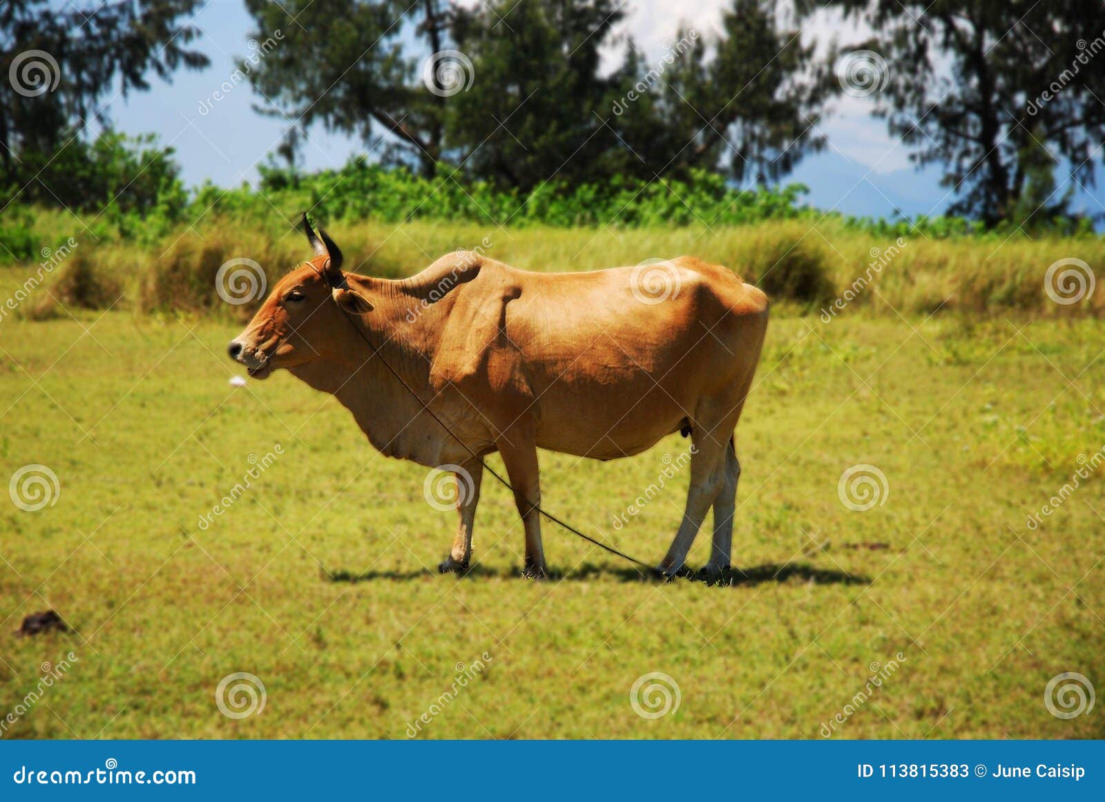 Vaca en el campo imagen de archivo. Imagen de vaca, foto - 113815383