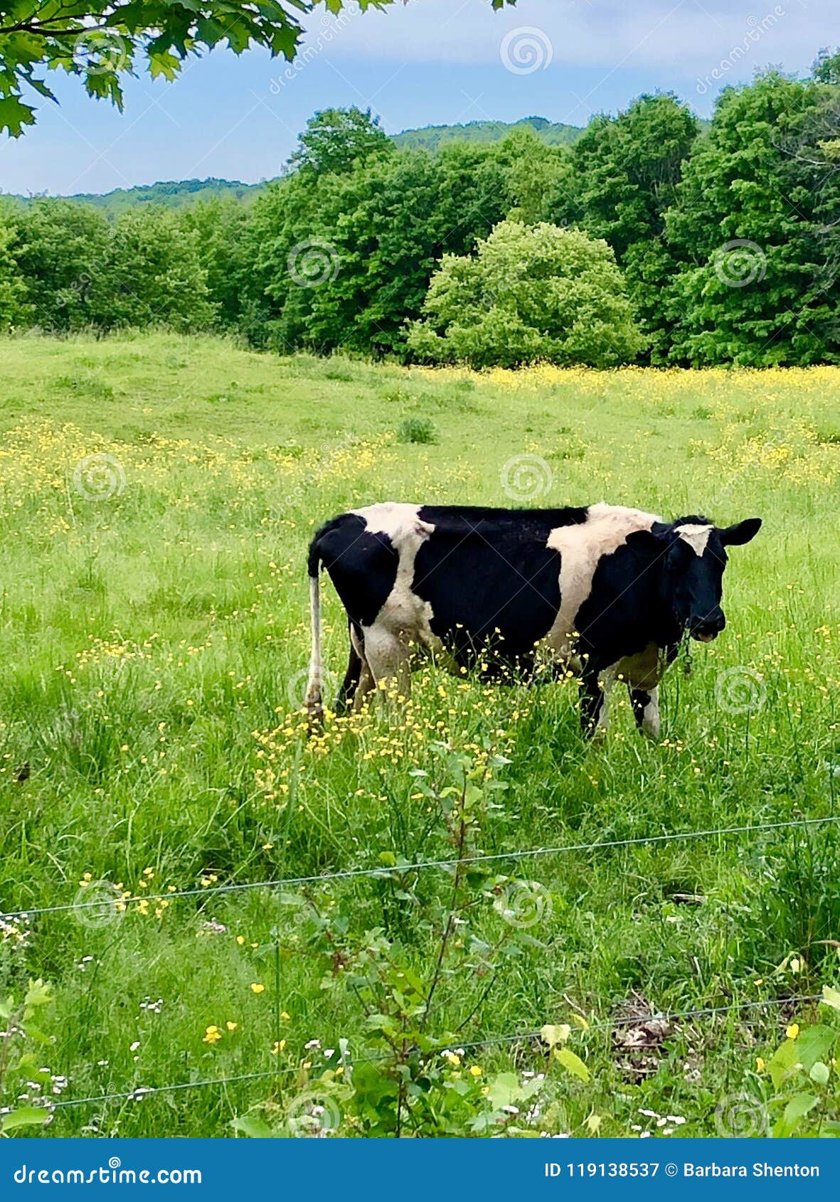 Vaca en el campo imagen de archivo. Imagen de campo - 119138537