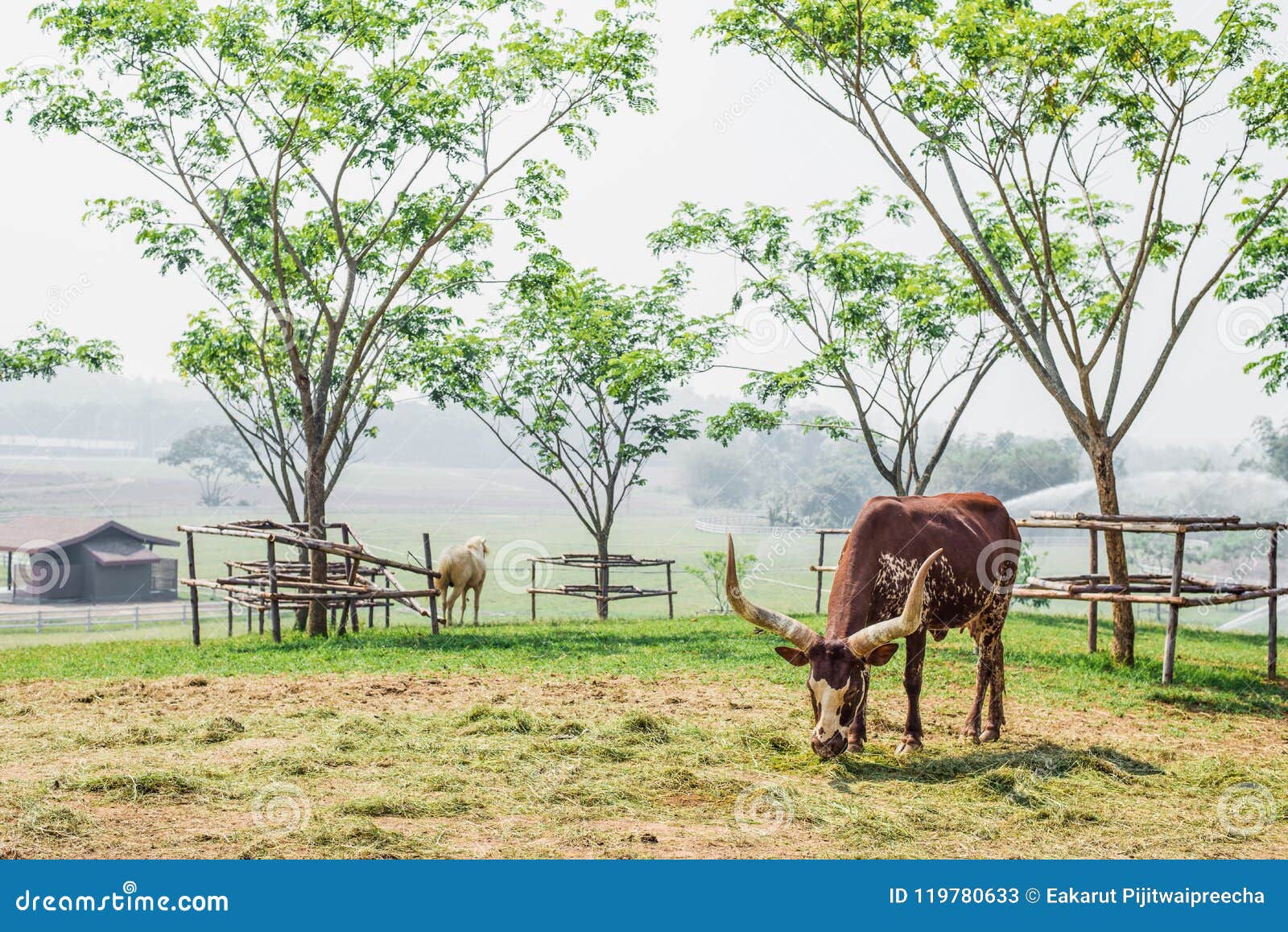 Vaca en el campo imagen de archivo. Imagen de leche - 119780633