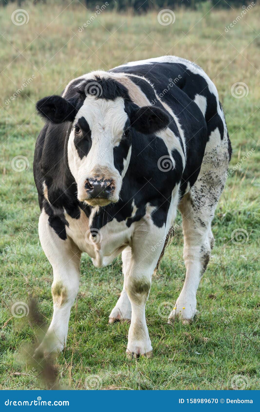 Vaca en el campo foto de archivo. Imagen de granja, exterior - 158989670