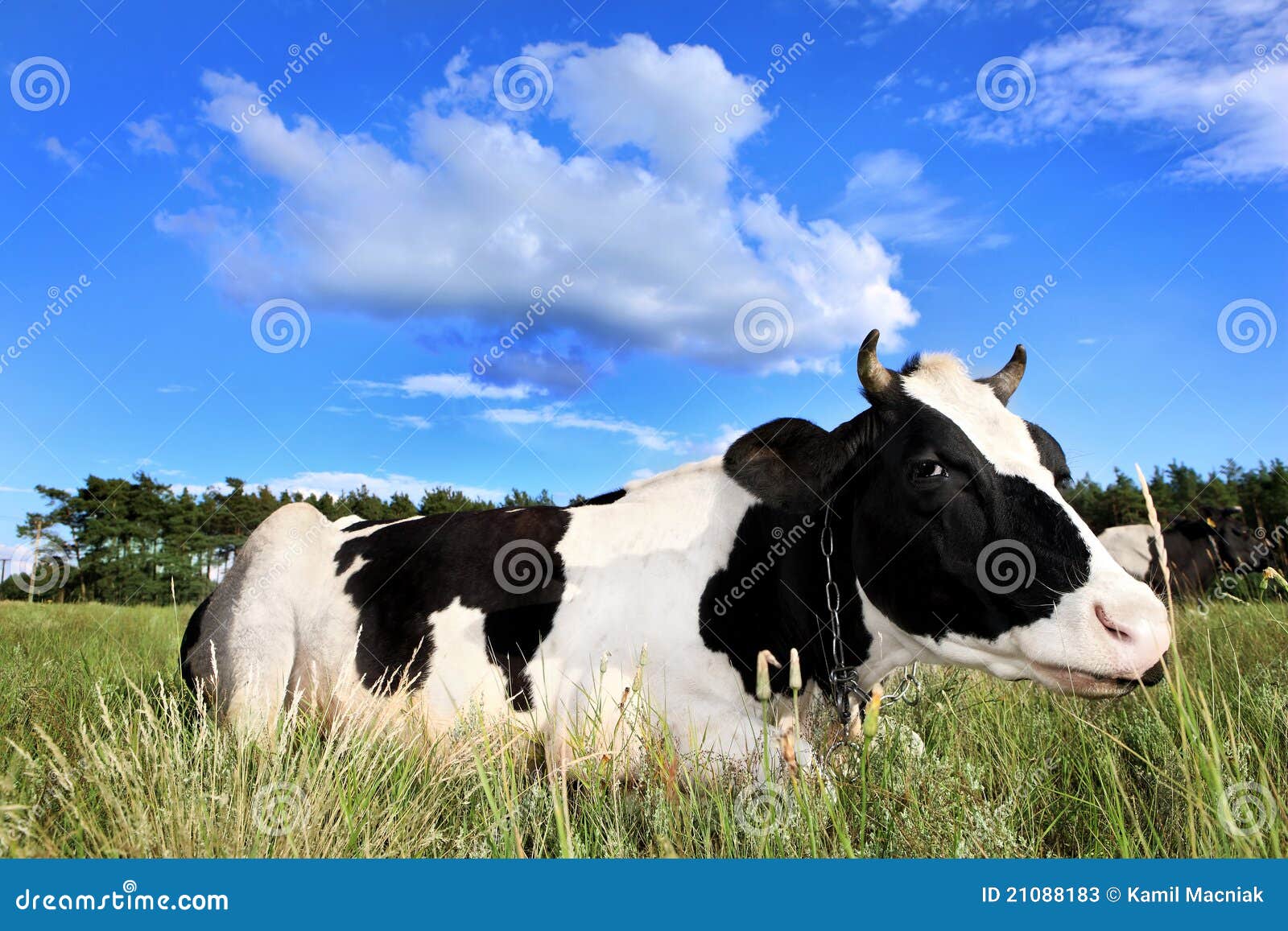 Vaca en el campo imagen de archivo. Imagen de pasto, hierba - 21088183