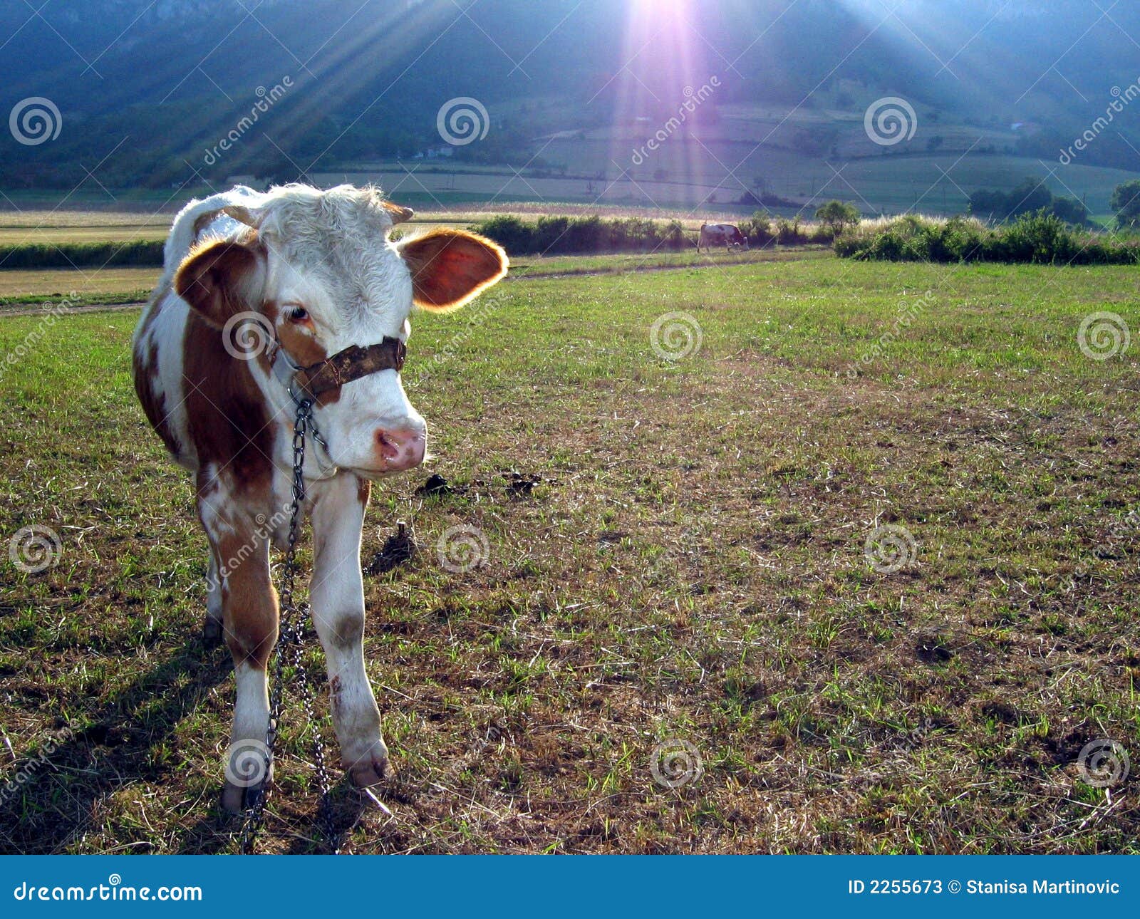 Vaca en el campo imagen de archivo. Imagen de soporte - 2255673