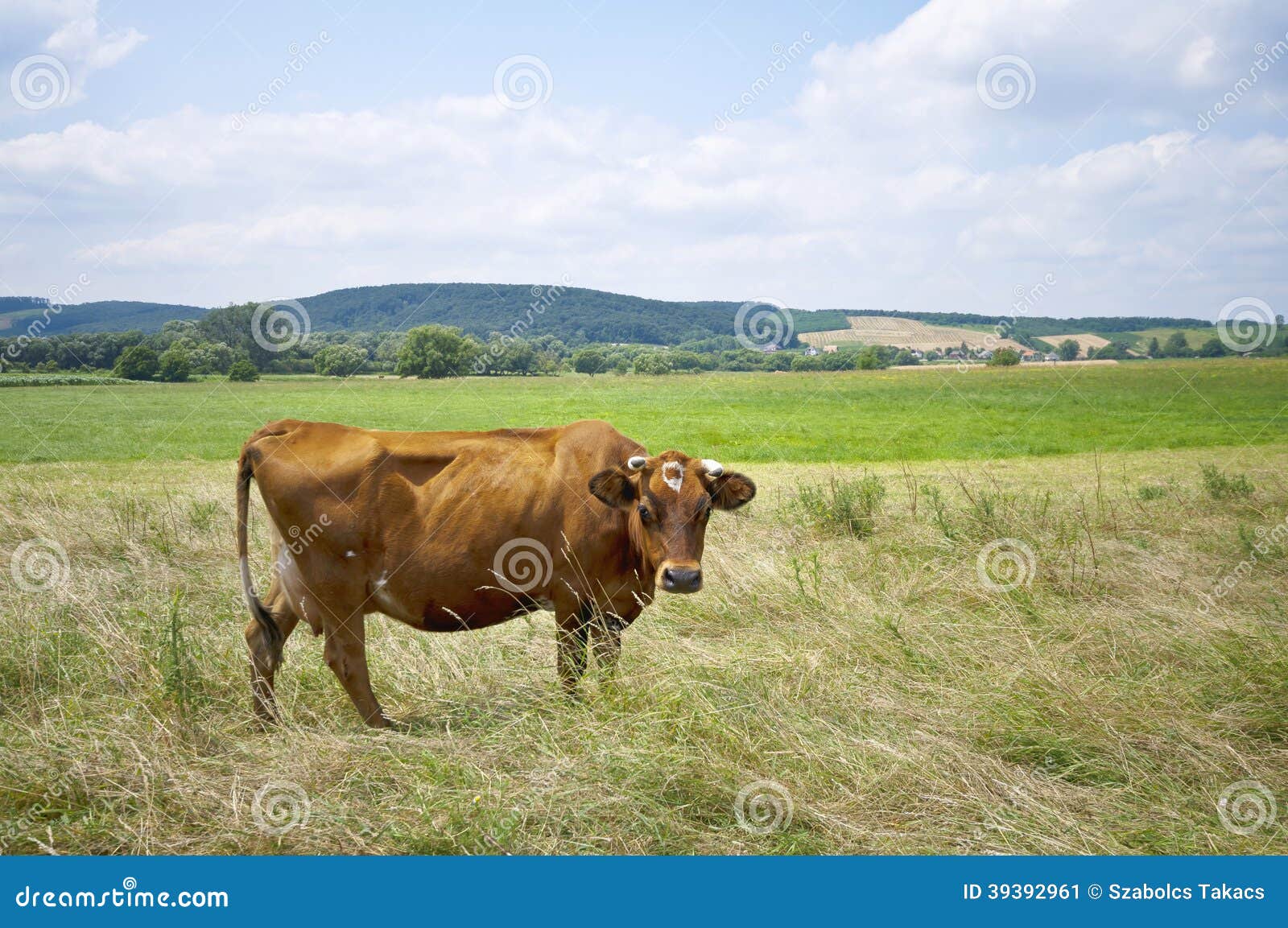 Vaca en el campo imagen de archivo. Imagen de animal - 39392961