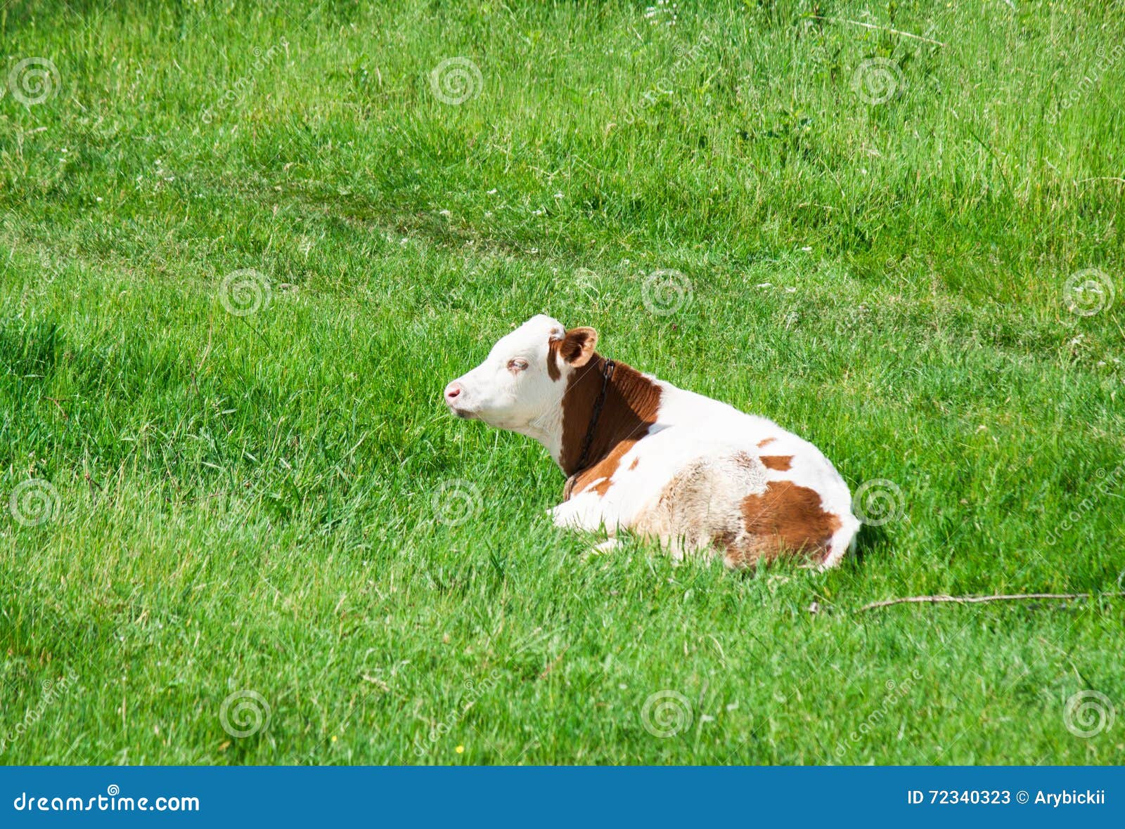 Vaca en el campo imagen de archivo. Imagen de campo, pastoral - 72340323
