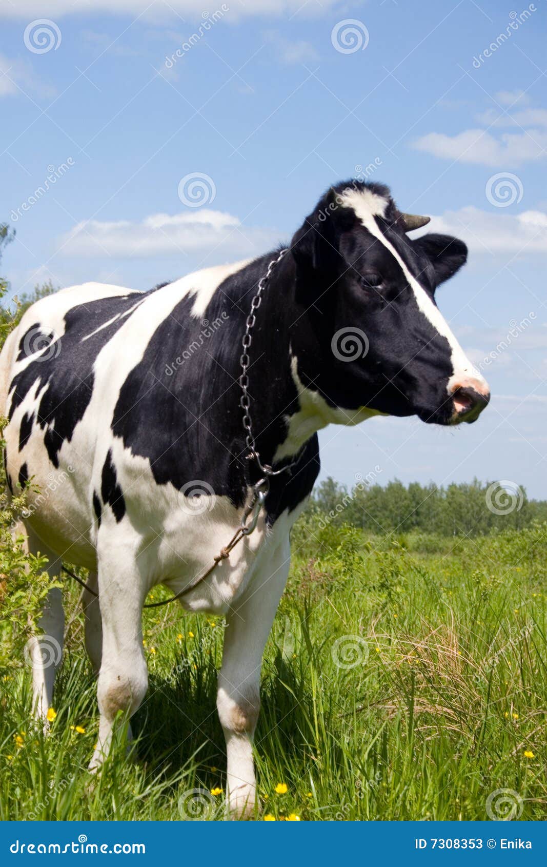 Vaca en el campo imagen de archivo. Imagen de paste, ganado - 7308353