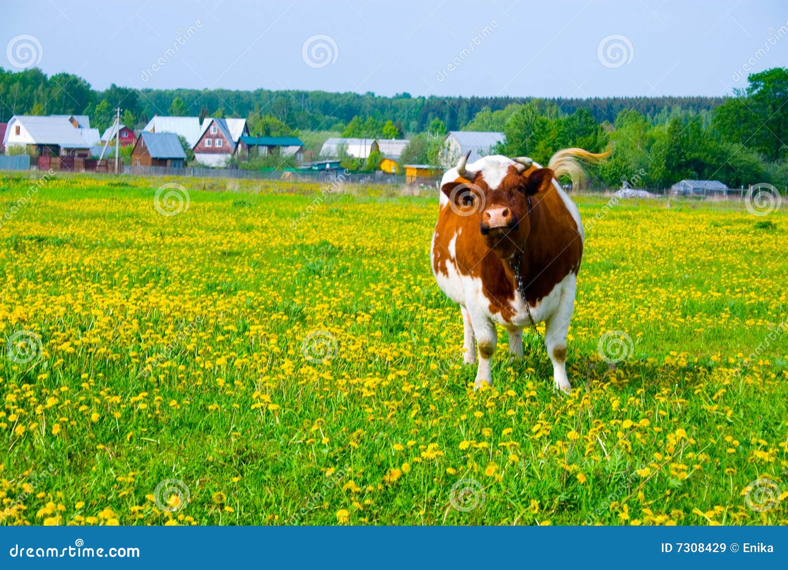 Vaca en el campo imagen de archivo. Imagen de ubre, granja - 7308429