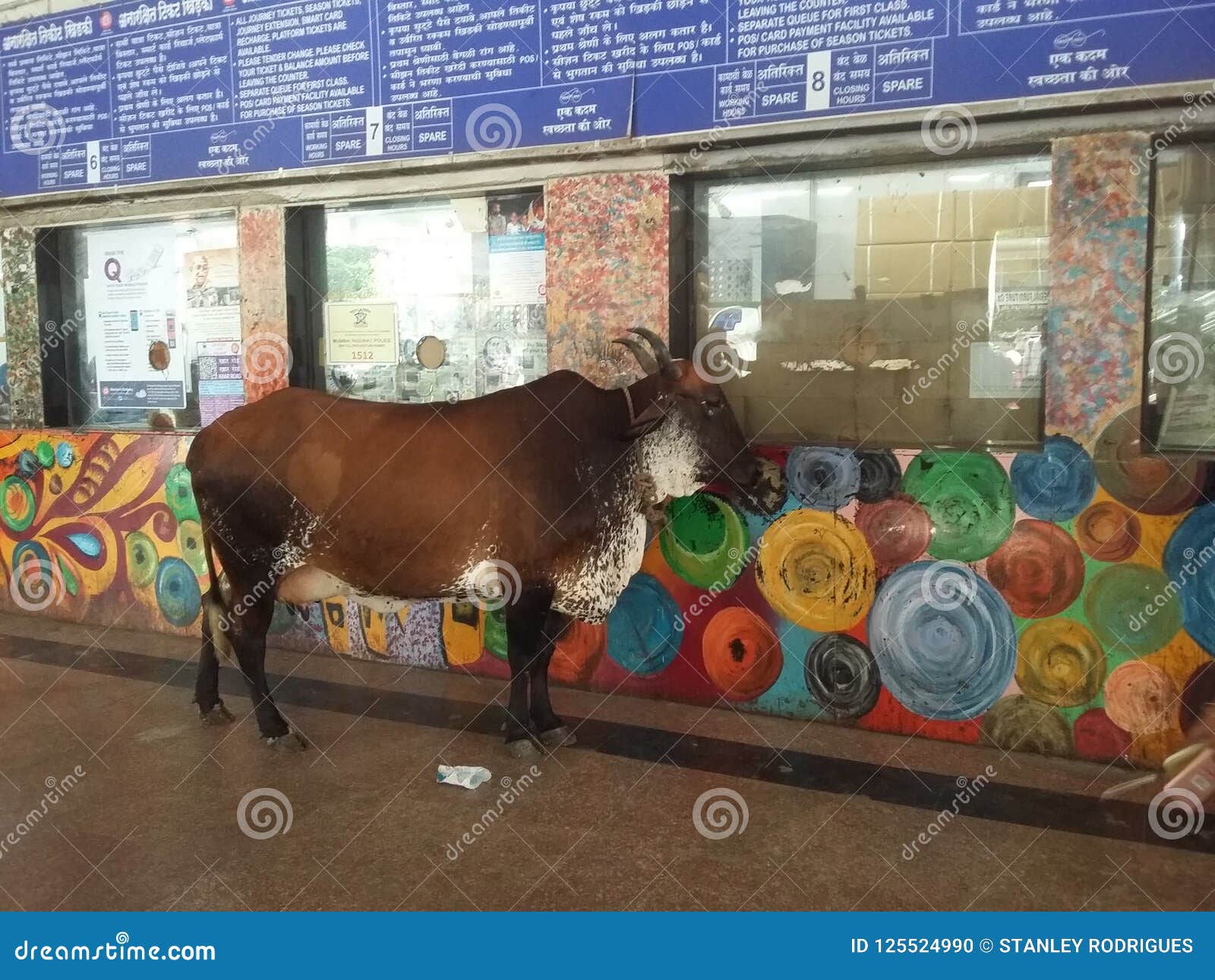 Vaca En El Contador De Boleto Imagen editorial - Imagen de boleto ...