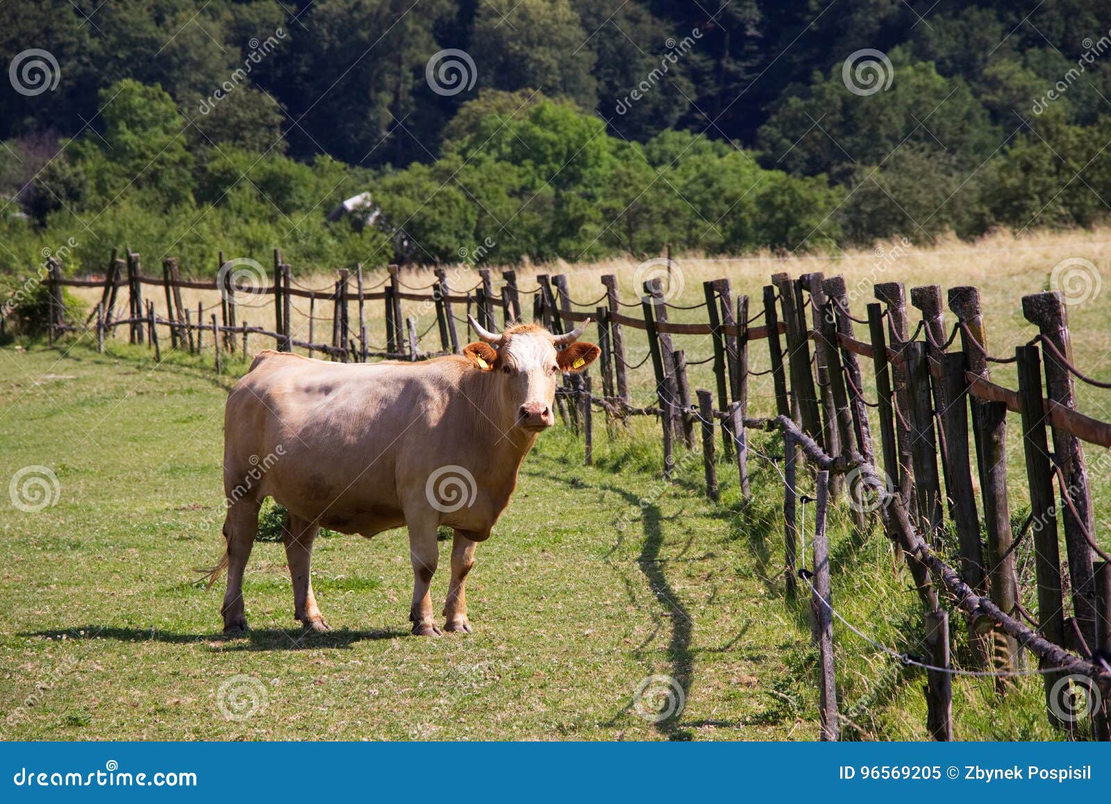 Vaca en el corral imagen de archivo. Imagen de corral - 96569205
