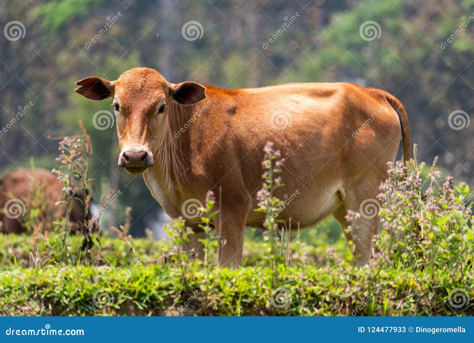Vaca en el Laos salvaje imagen de archivo. Imagen de granja - 124477933