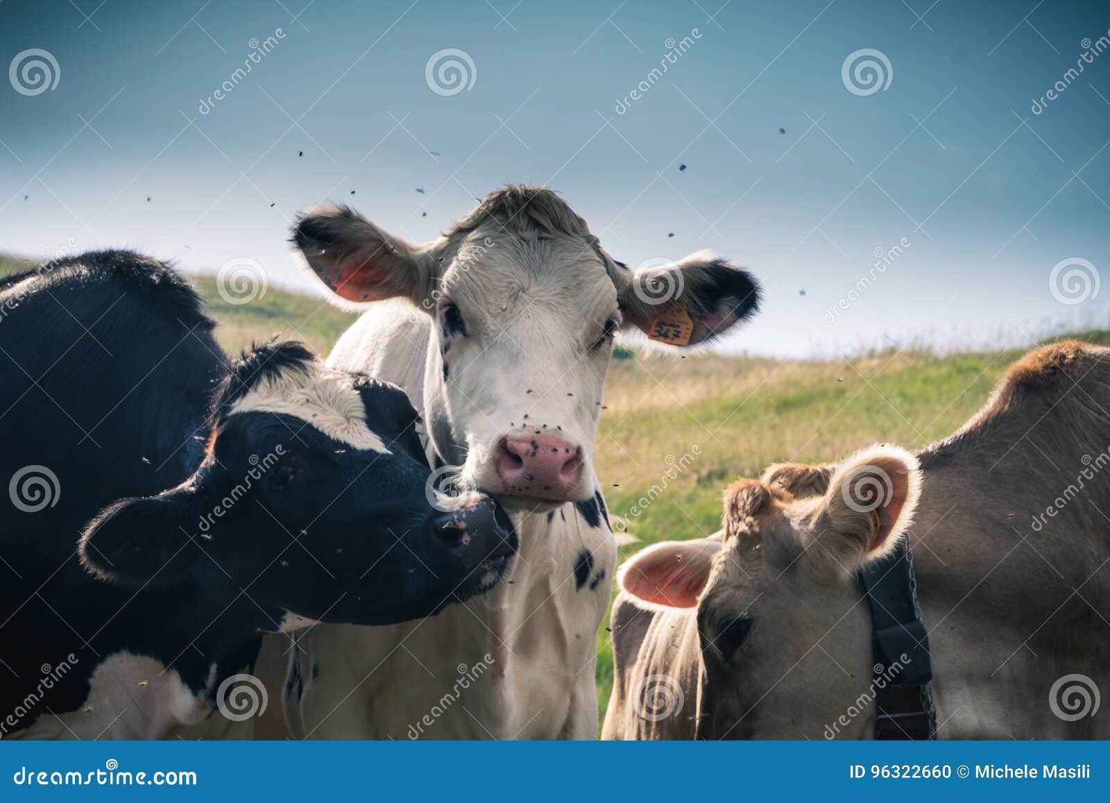 Vaca En El Parque Natural De Lessinia Foto de archivo - Imagen de pasto ...